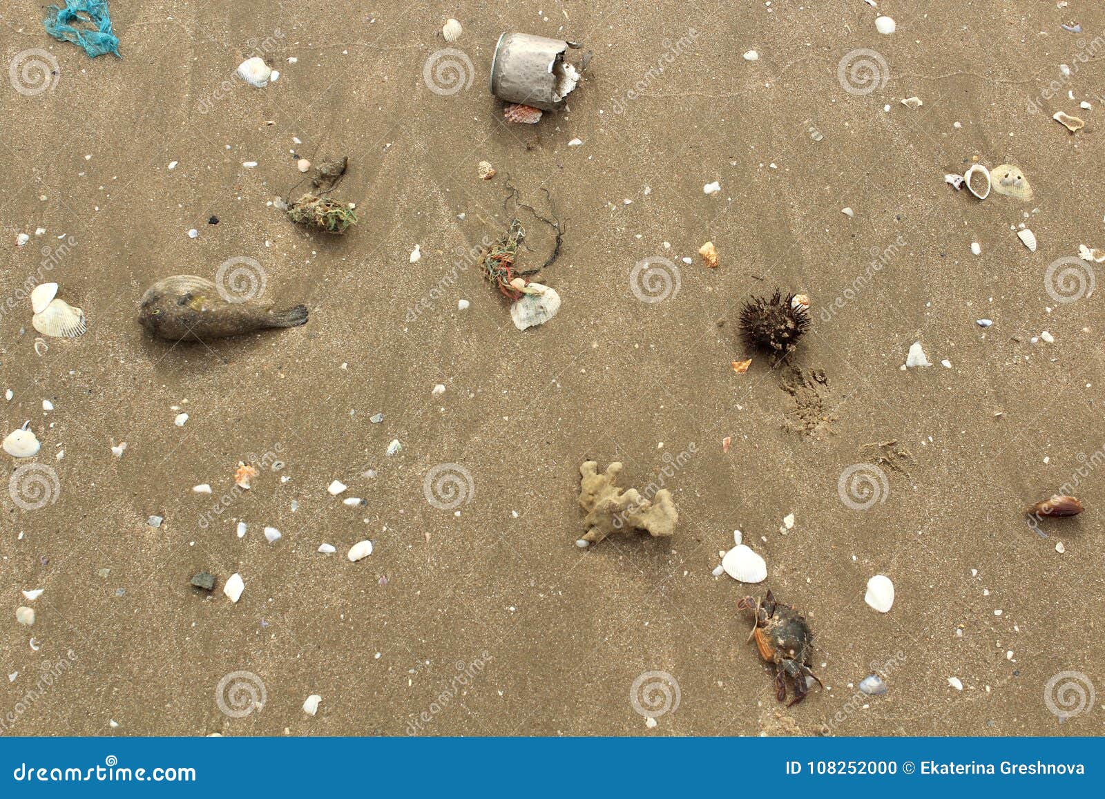 Sea Litter in the Background of Sand Stock Photo - Image of decoration ...