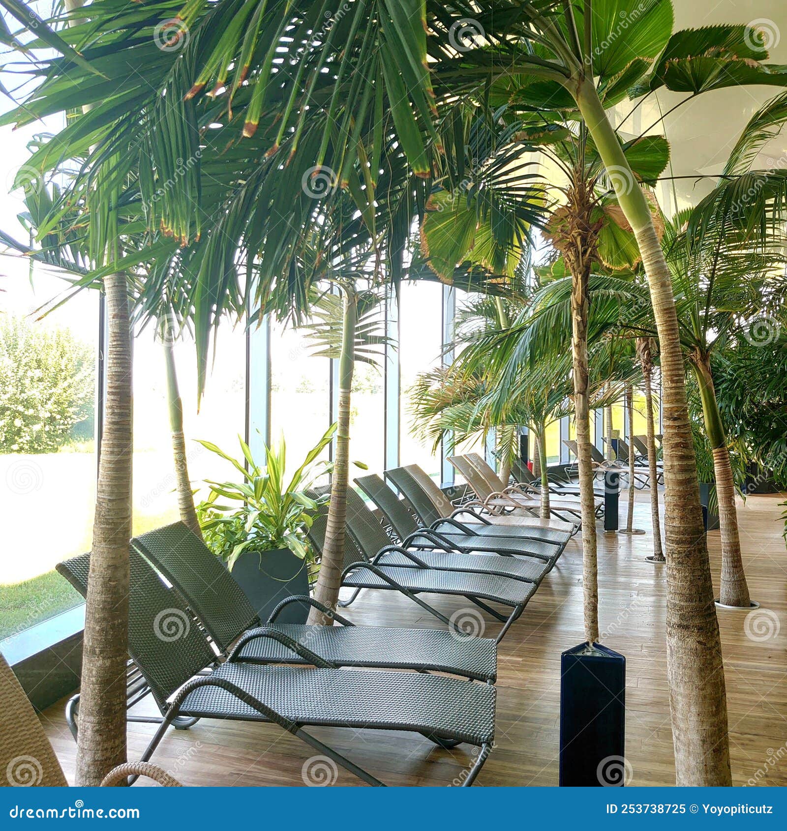 Image of Sun Beds in a Tropical Resort Stock Image - Image of plants ...