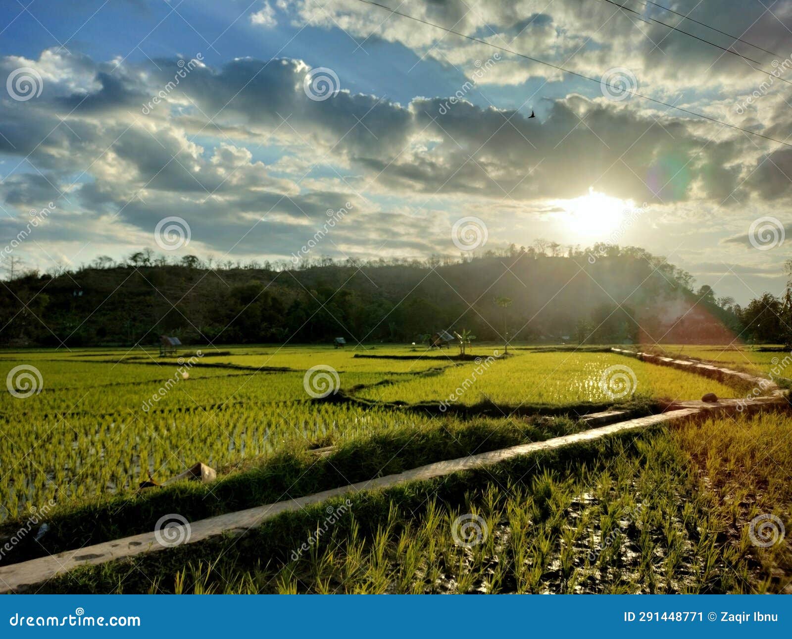 Image of the Sun in the Rice Fields Stock Image - Image of grassland ...