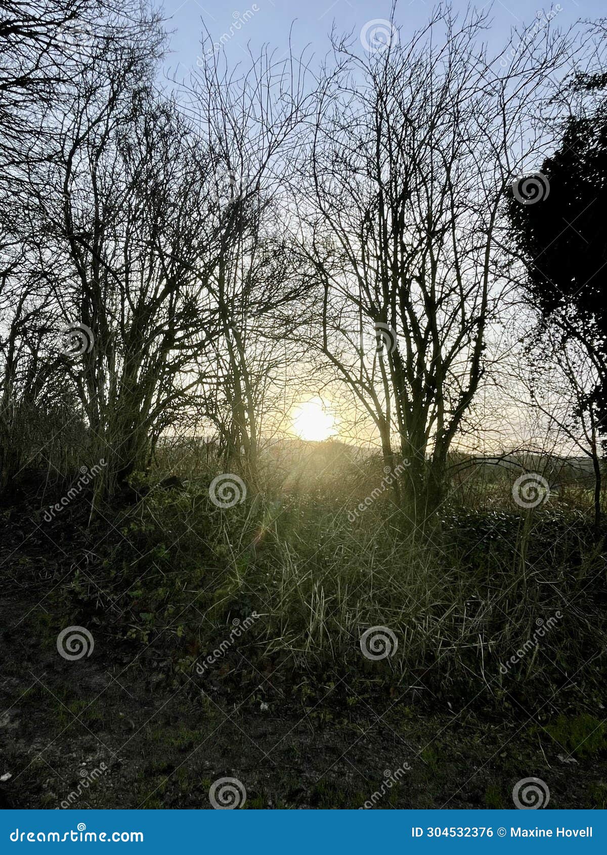 Sunrise through the trees stock photo. Image of countryside - 304532376