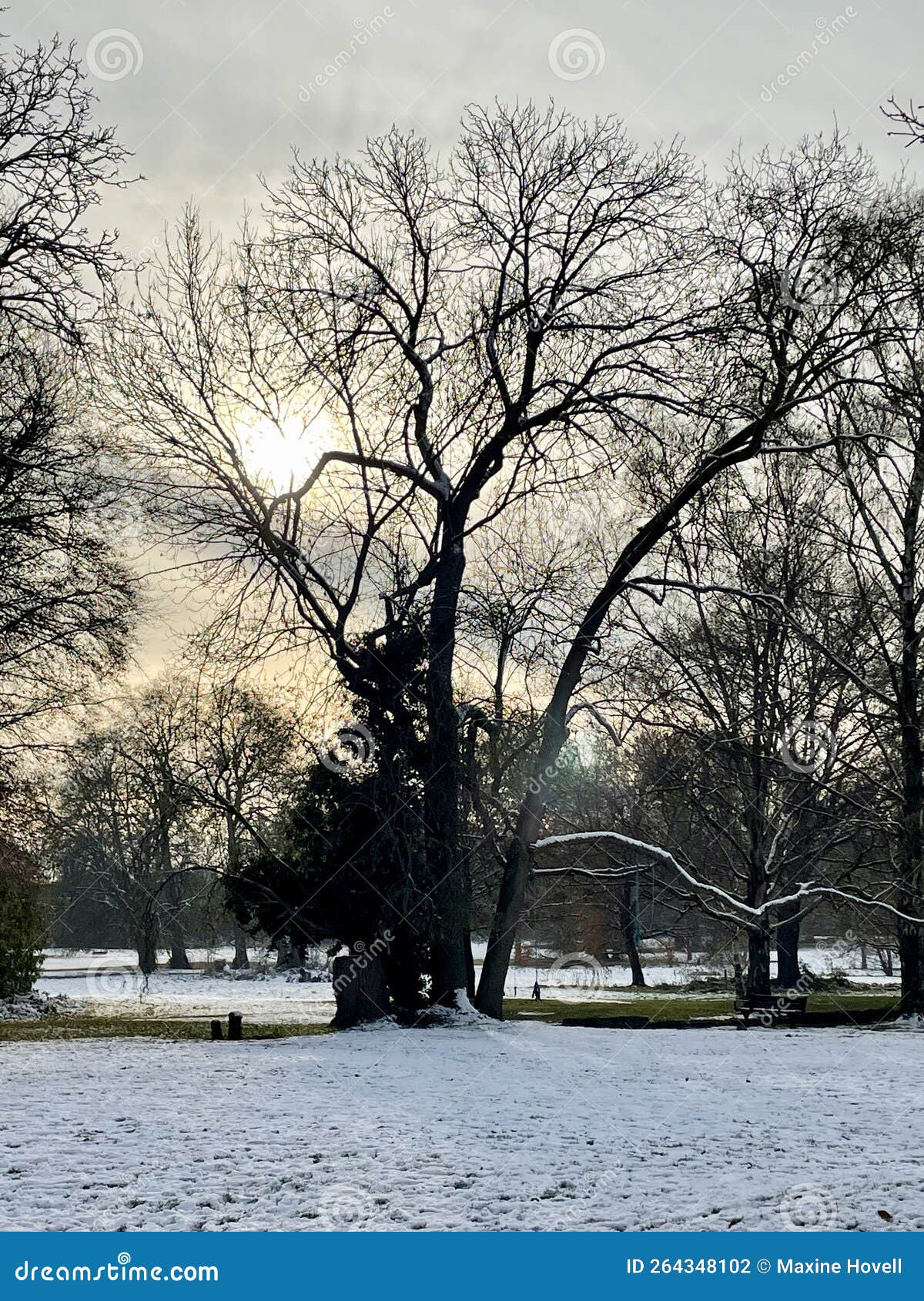 Setting sun through trees stock photo. Image of landscape - 264348102
