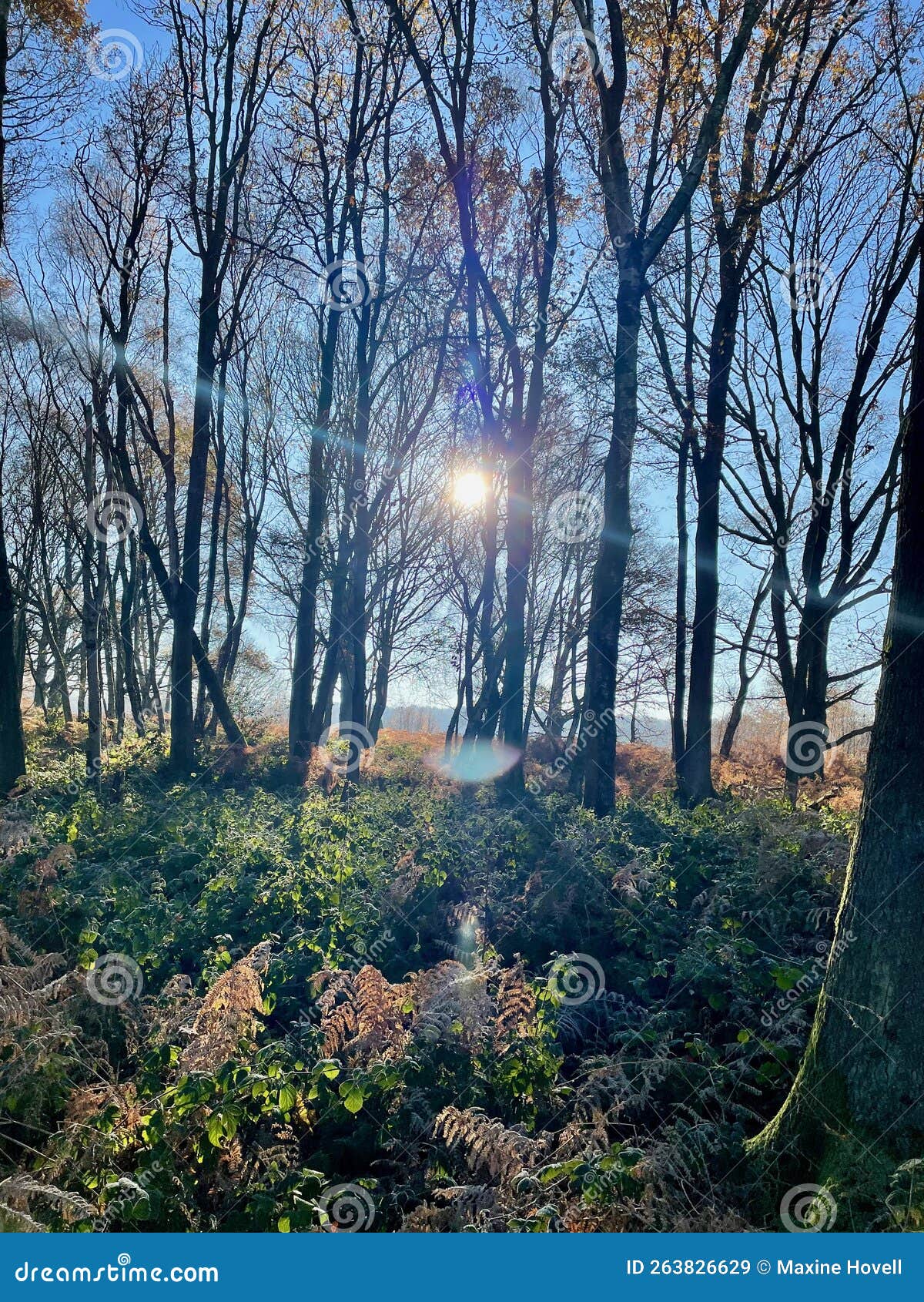 Winter Sun through the Trees Stock Image - Image of summer, woodland ...