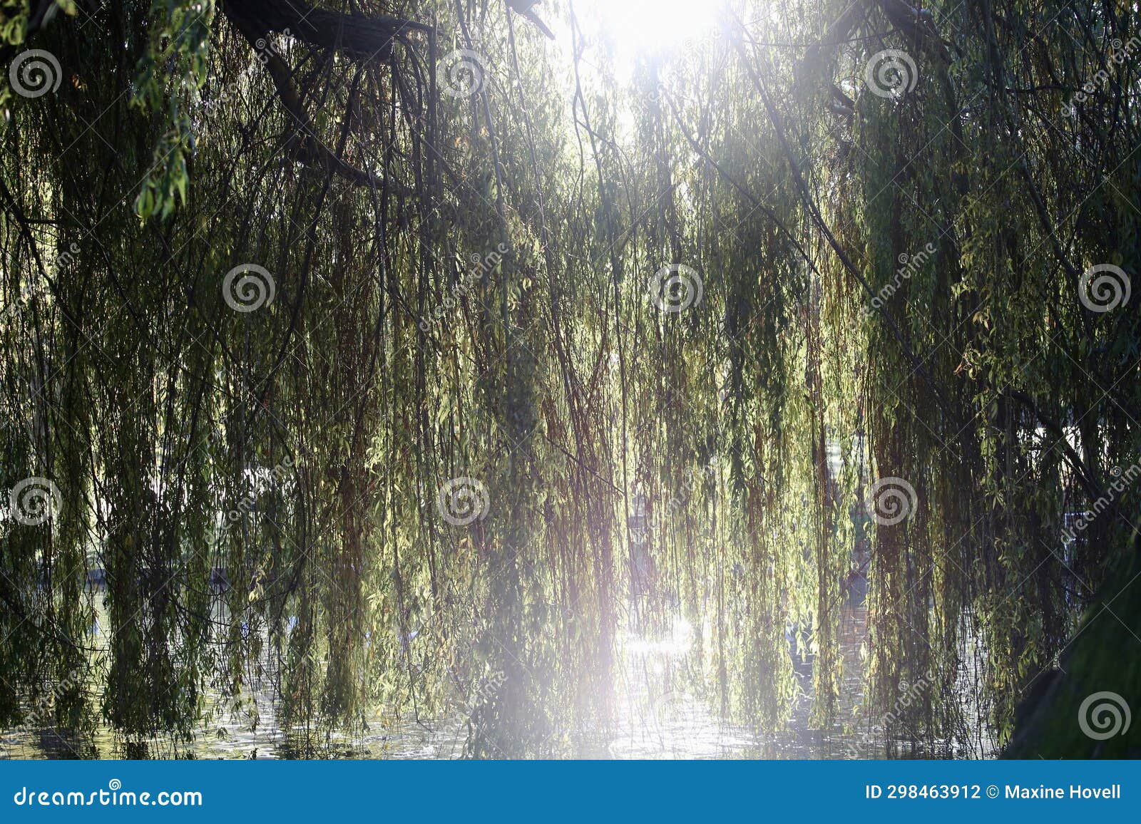 Sun Shining through a Willow Tree Stock Photo - Image of summer ...