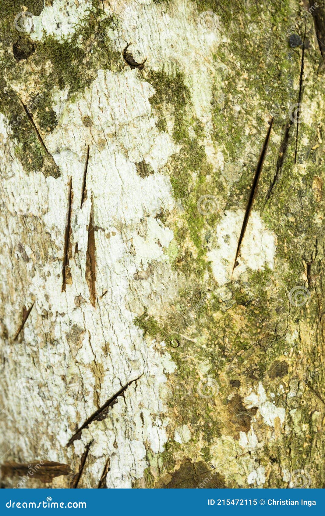 Image of the Surface of a Tree, Cut with a Knife. Stock Image - Image ...