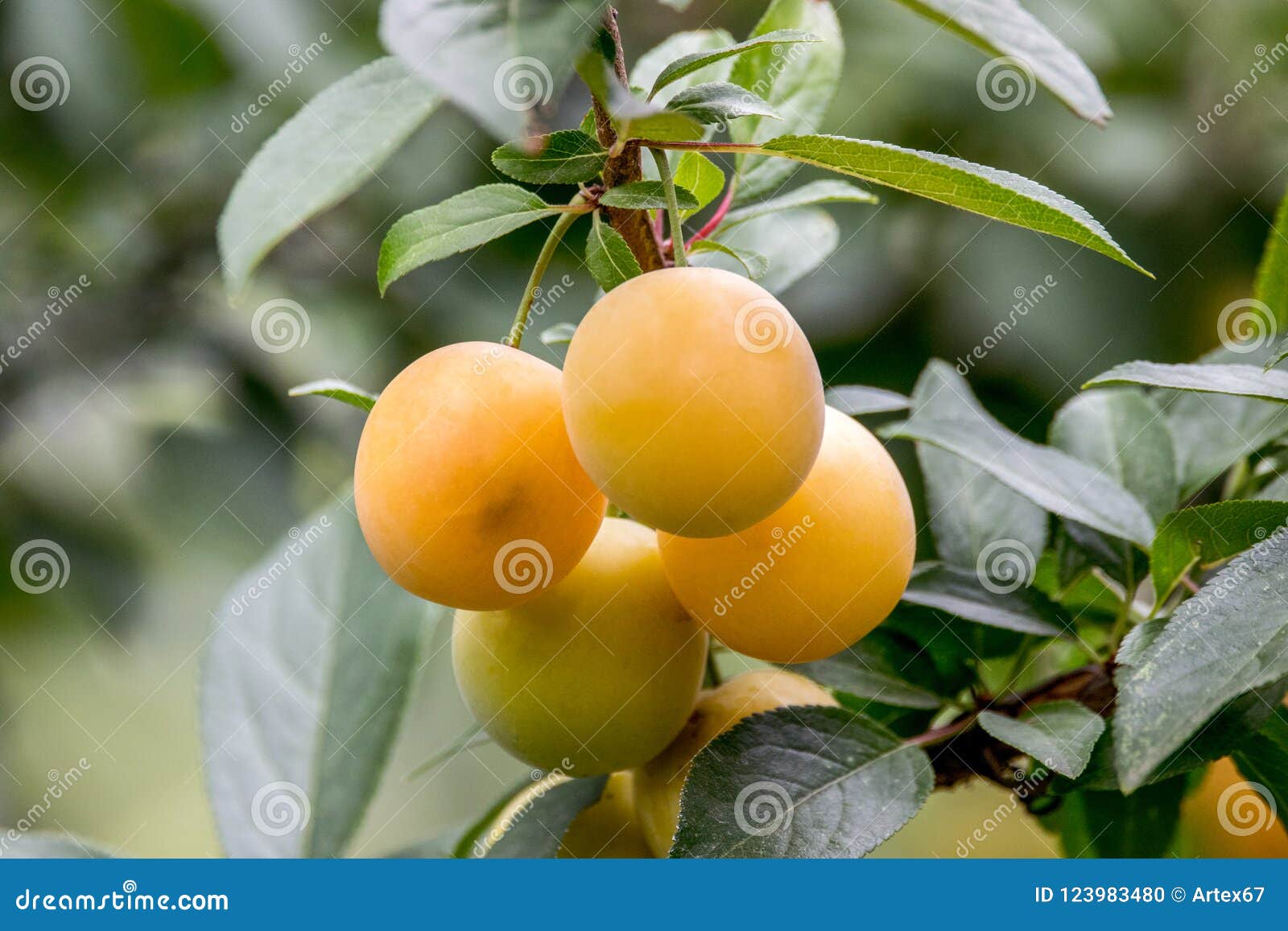 Sweet Yellow Plum Ripens on a Tree in the Garden Stock Photo - Image of ...