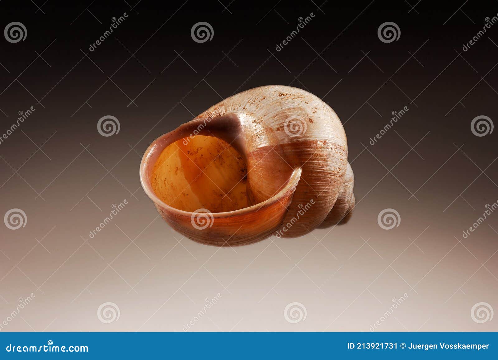 Helix case of a snail stock image. Image of empty, snail - 213921731