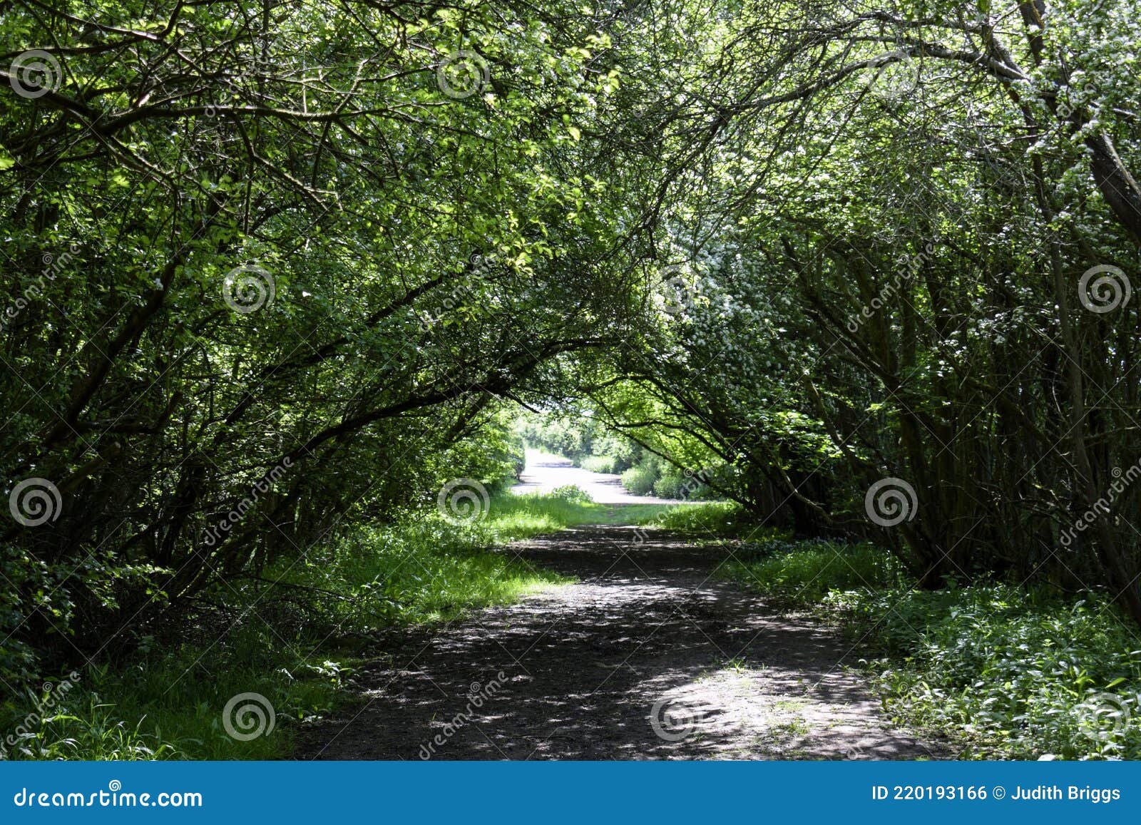 Forrest Tree Branches Footpath Track Stock Photo - Image of nature ...