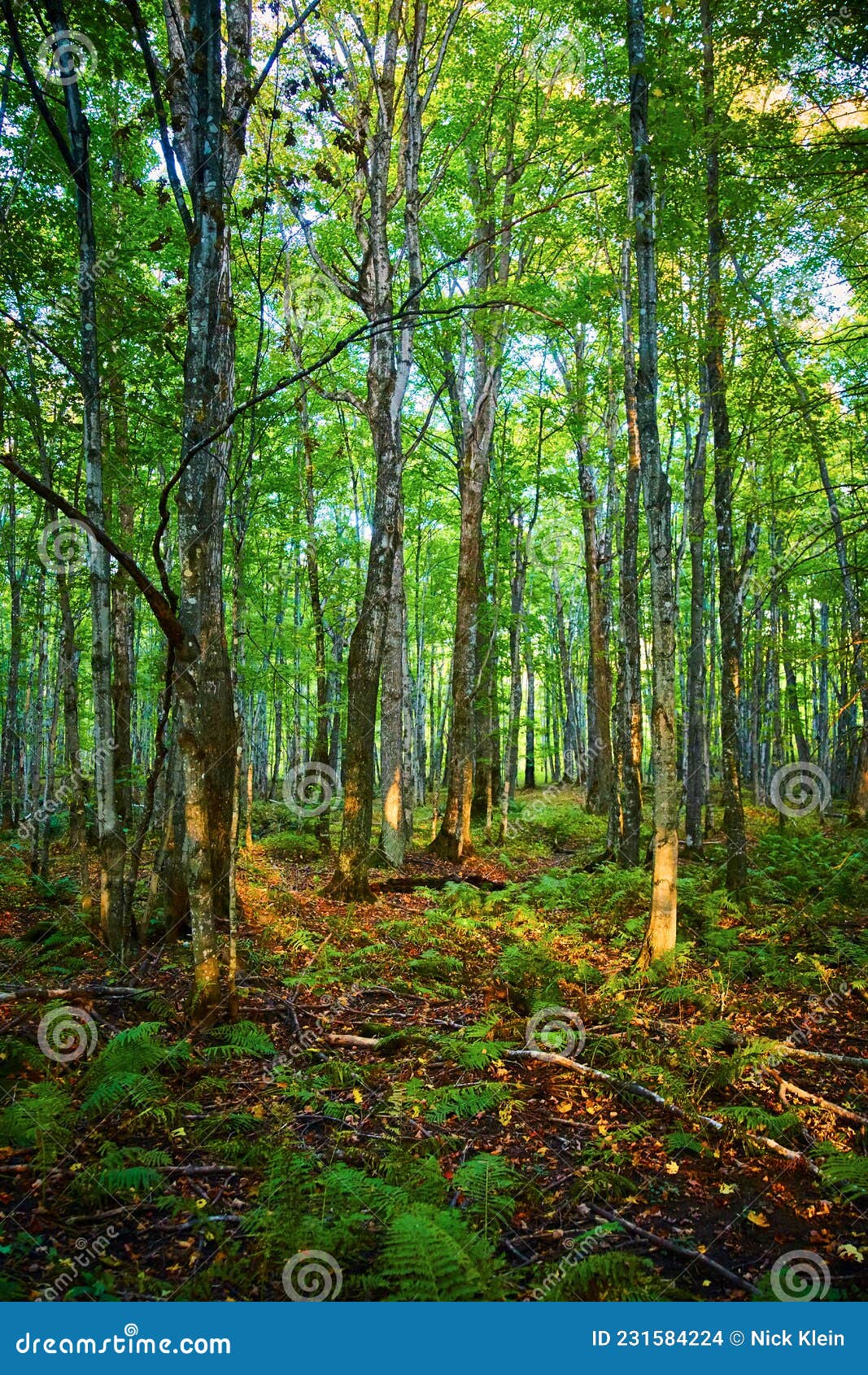 Tall and Thin Trees in a Sparse Green Forest Peaceful Stock Photo ...