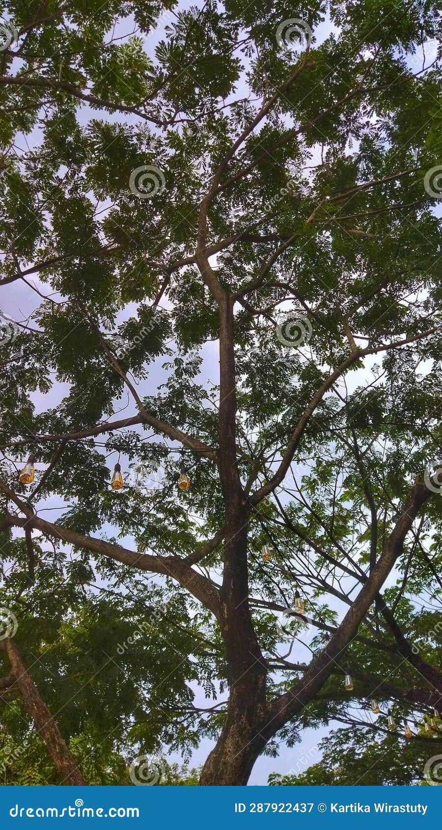 Image of Tall Tree Shoot from Below Stock Image - Image of garden, tall ...