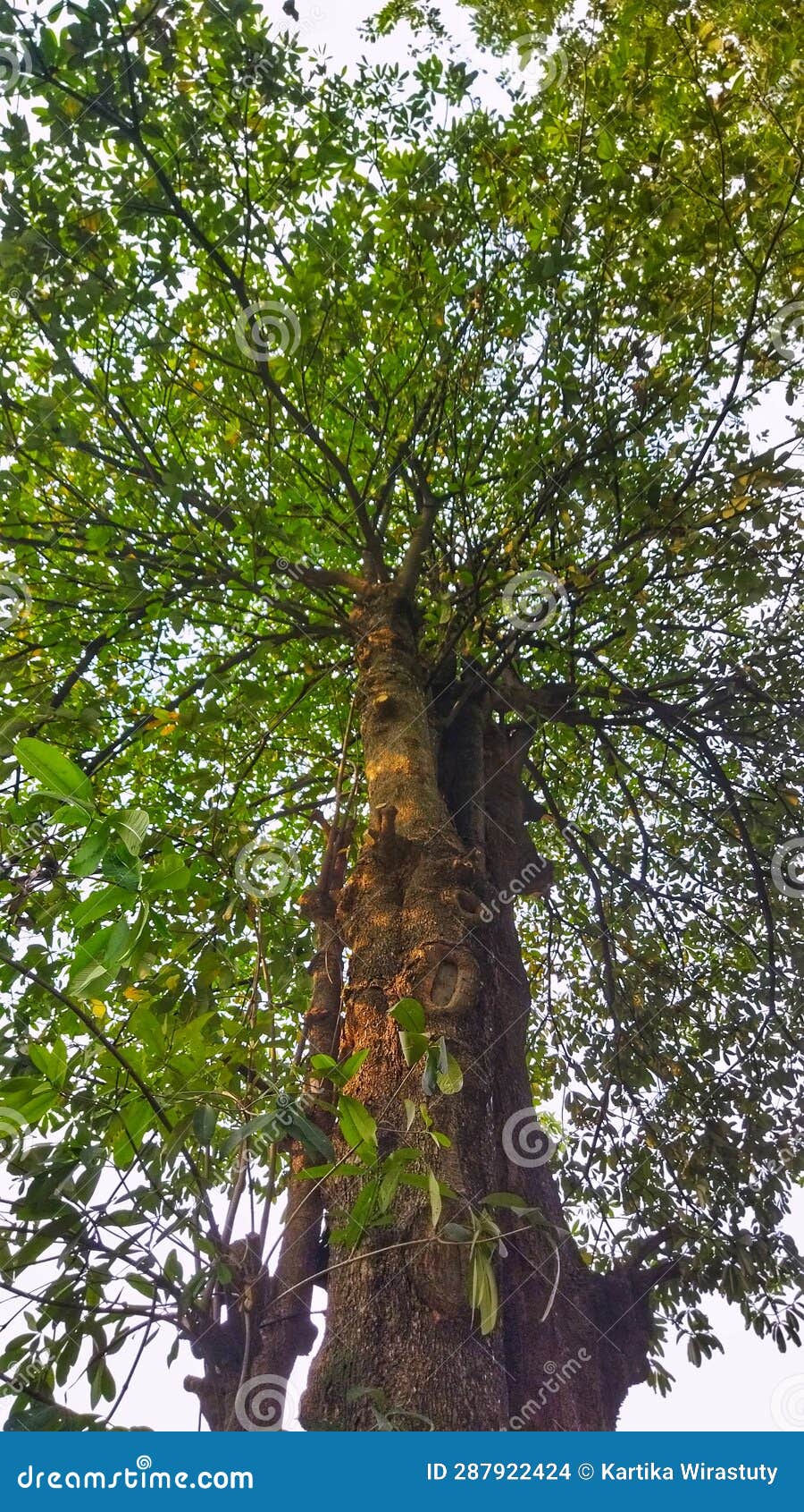 Image of Tall Tree Shoot from Below Stock Photo - Image of shrub, grove ...