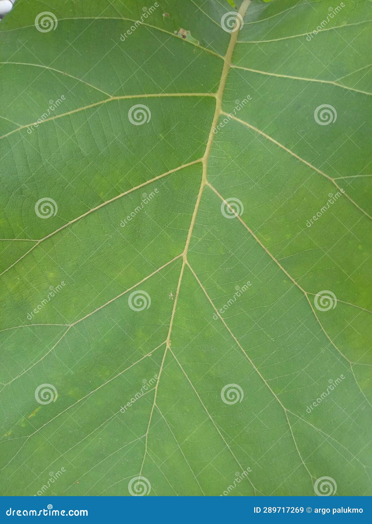 This is an Image of a Teak Tree Leaf Stock Image - Image of texture ...