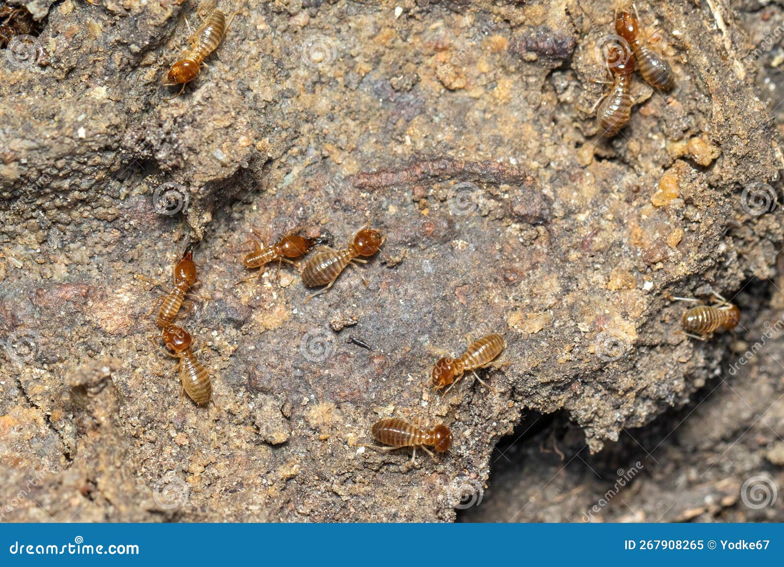 Image of Termites are on the Ground. Insect Stock Image - Image of ...