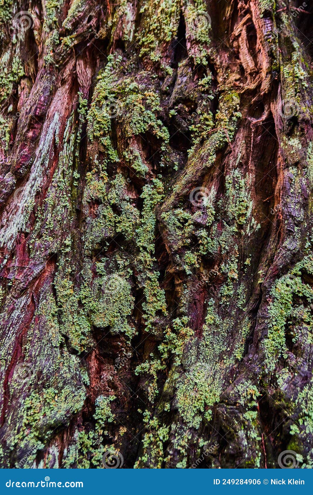 The Bark Of An Old Thick Tree. Light Gray Trunk With Dark Cracks. Wood ...
