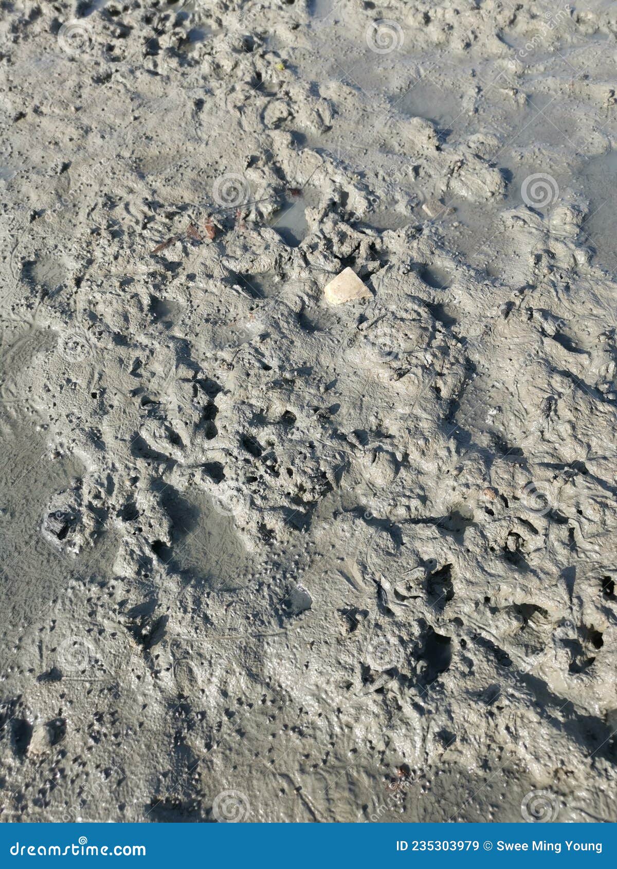 The Texture Of A Muddy Puddle With Formed Mud And Quagmire Stock ...