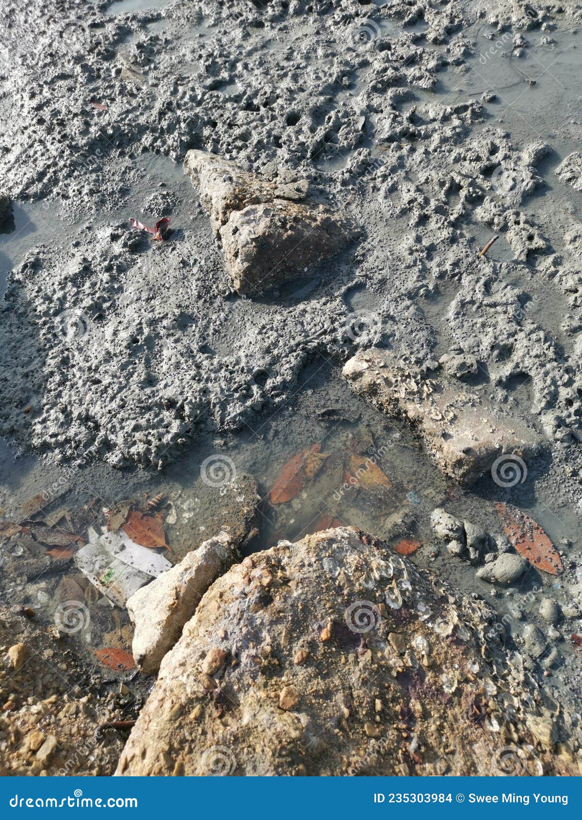 Texture of the Muddy Swamp Surface Stock Photo - Image of dirty ...
