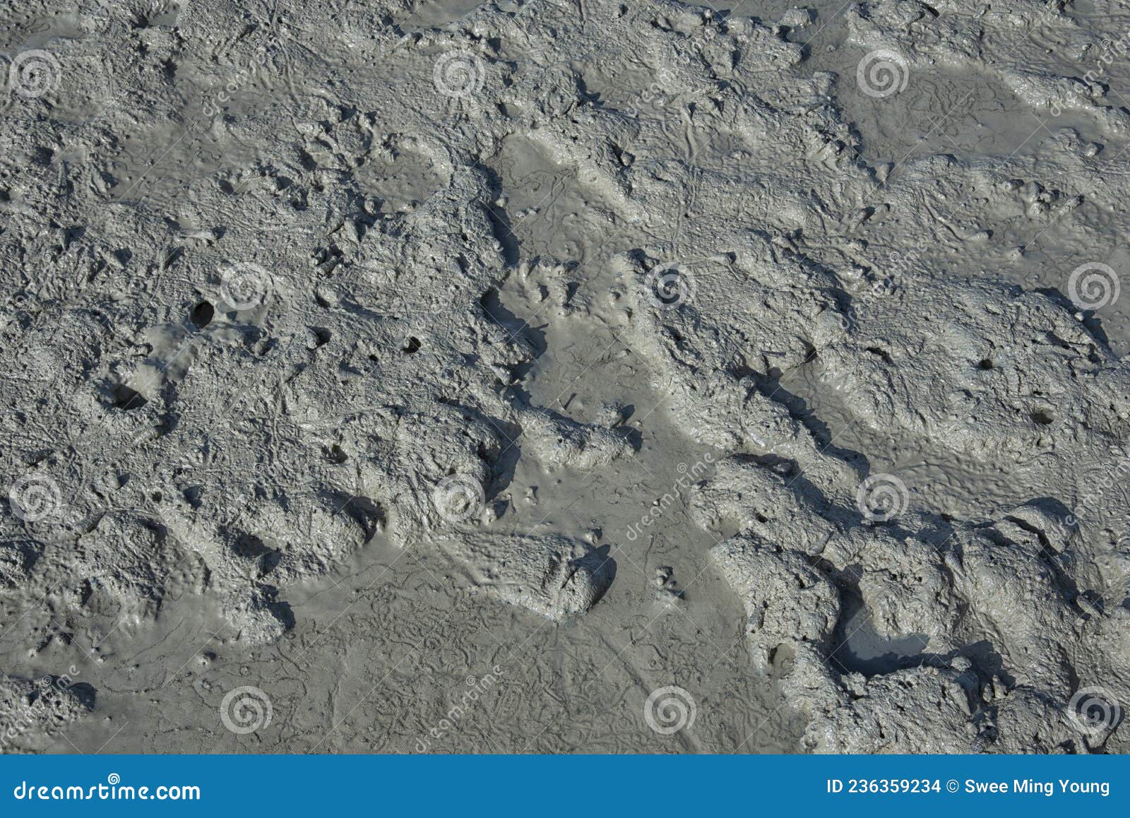 Texture Of The Muddy Swamp Surface Royalty-Free Stock Image ...