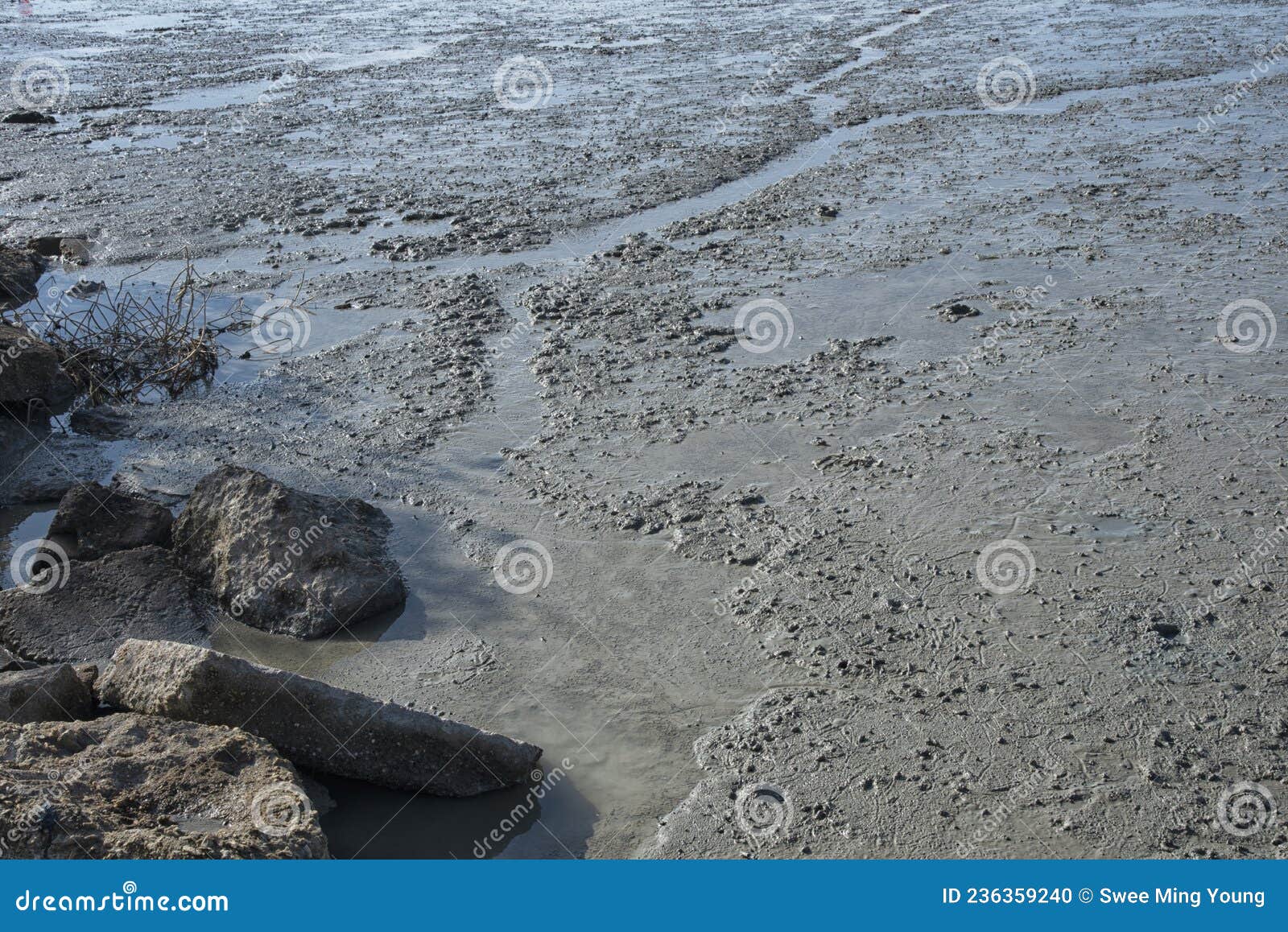 Texture of the Muddy Swamp Surface Stock Photo - Image of nature ...