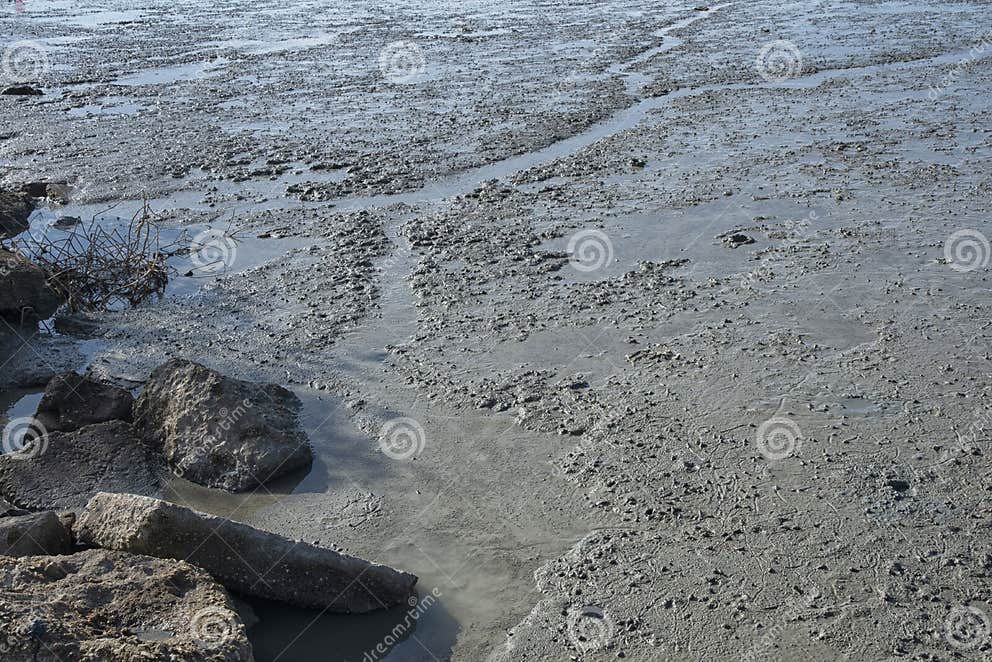 Texture of the Muddy Swamp Surface Stock Photo - Image of nature ...