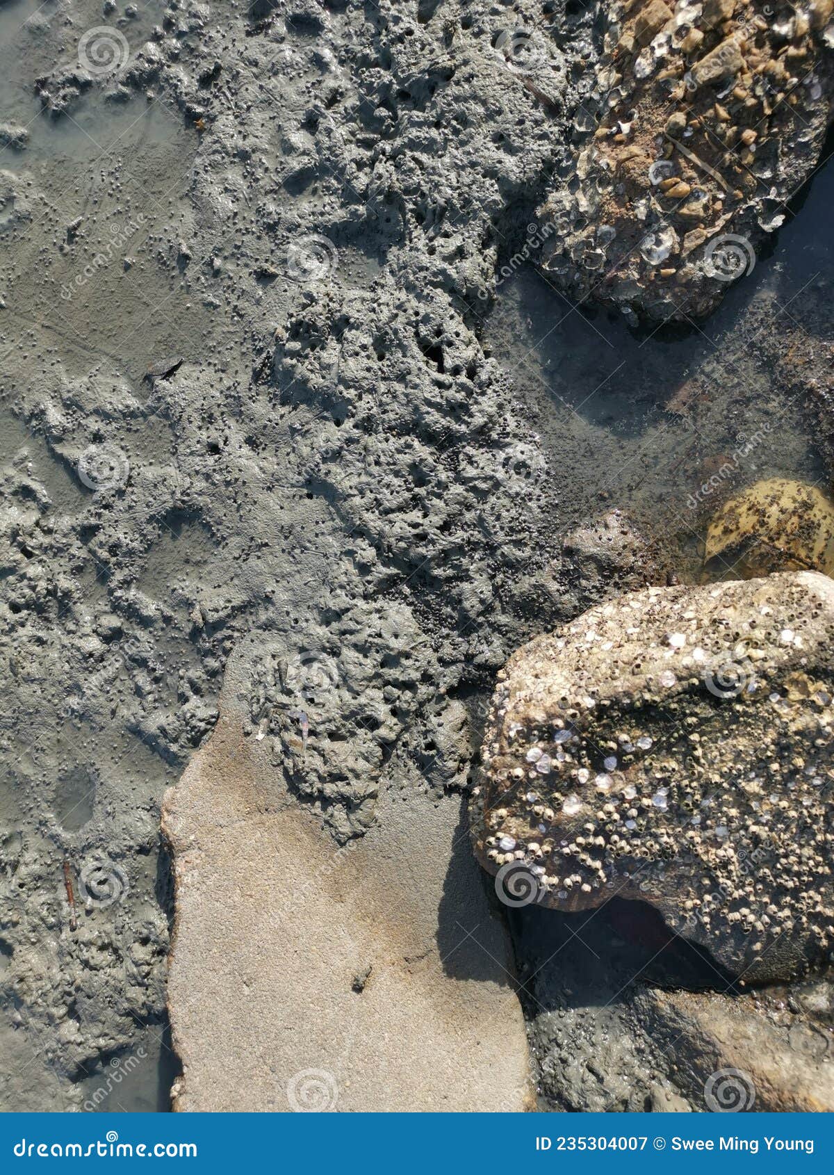 Texture of the Muddy Swamp Surface Stock Image - Image of rock ...