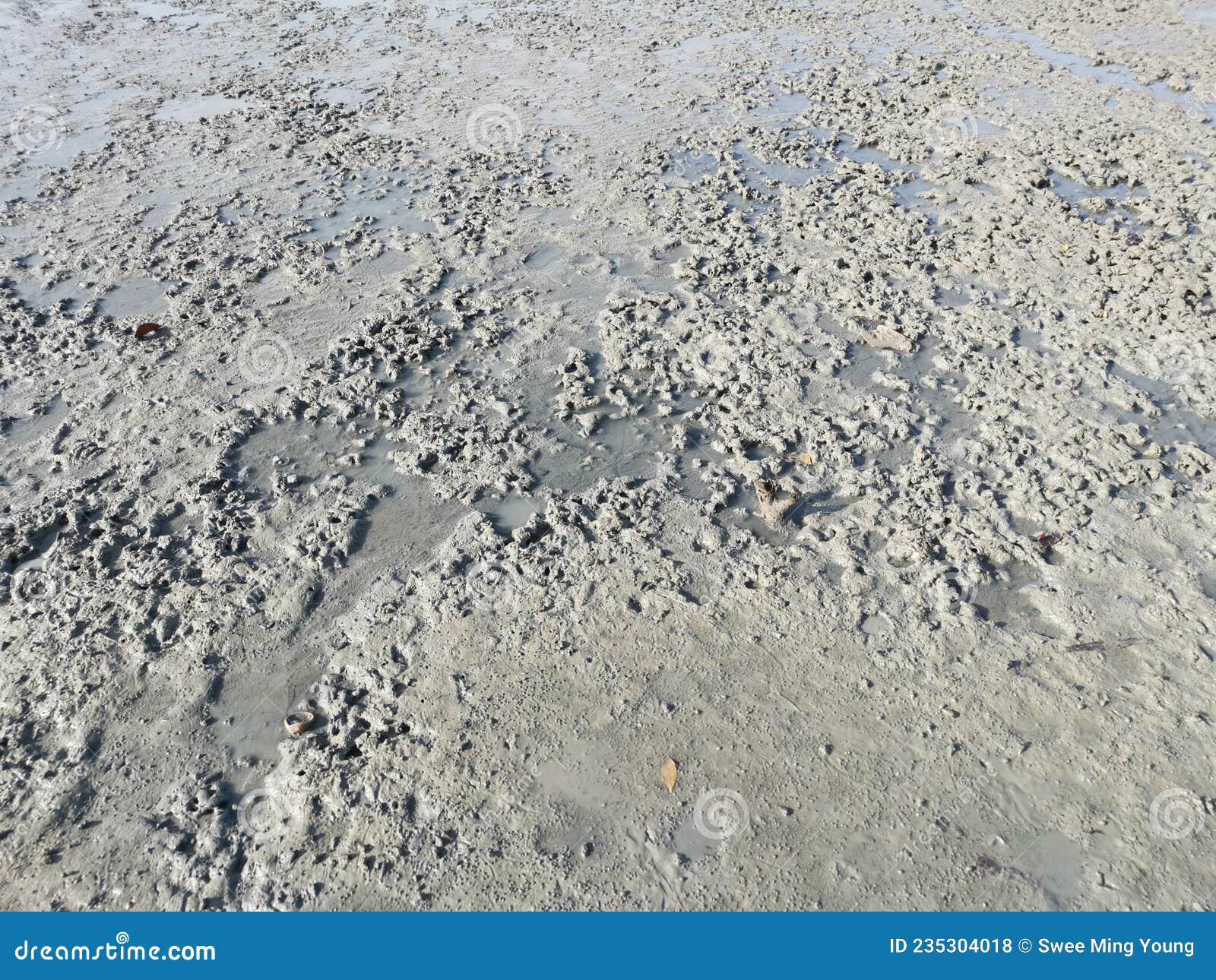 Texture of the Muddy Swamp Surface Stock Photo - Image of rock, gray ...