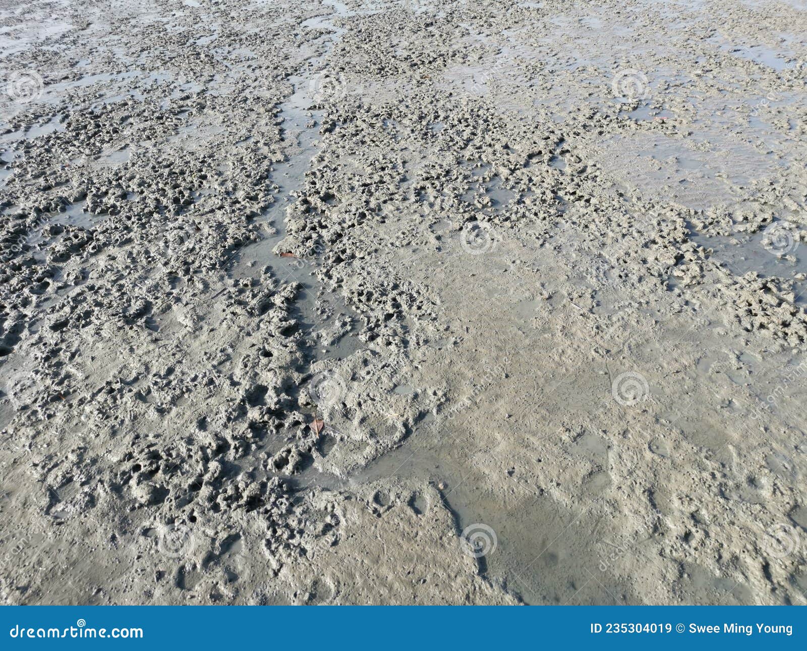 Texture of the Muddy Swamp Surface Stock Image - Image of problem ...