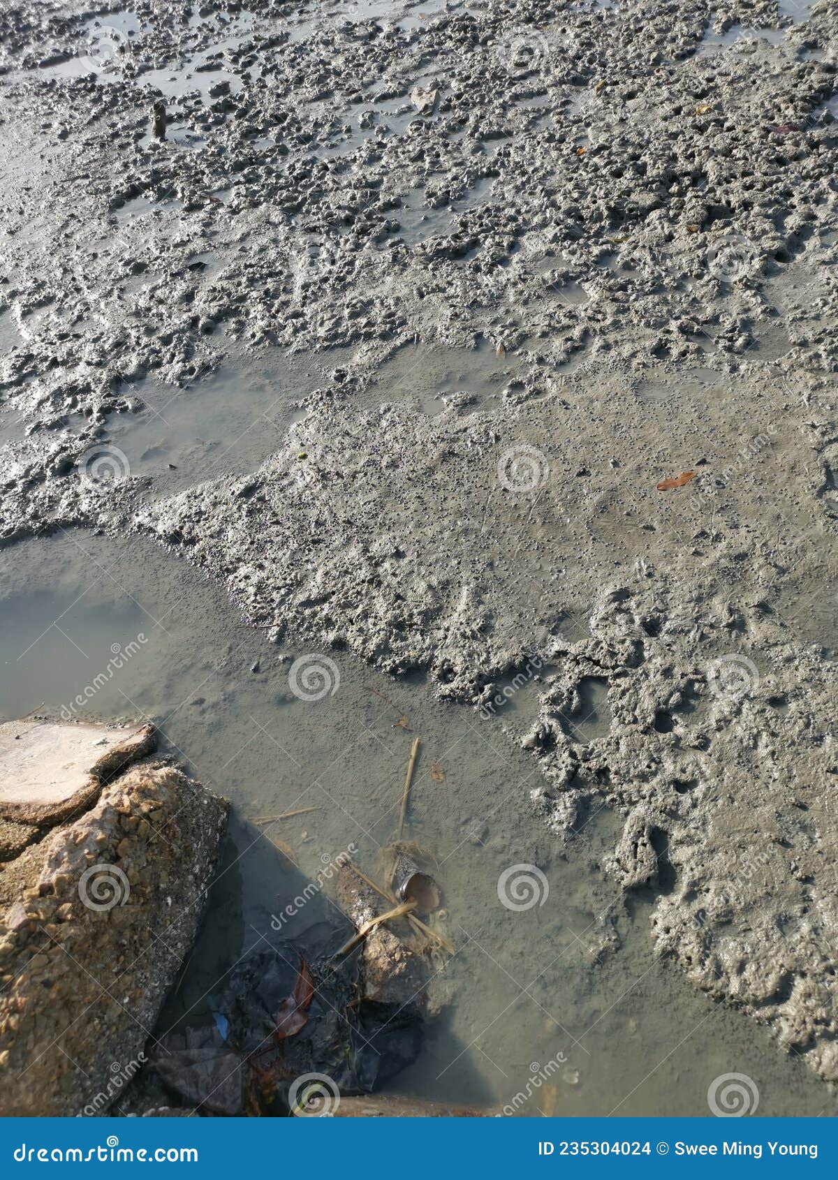 Texture of the Muddy Swamp Surface Stock Photo - Image of field, rock ...