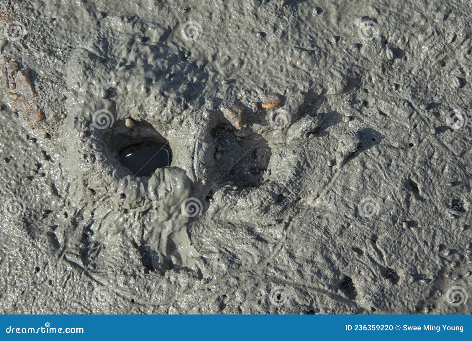 Texture of the Muddy Swamp Surface Stock Photo - Image of scenic ...