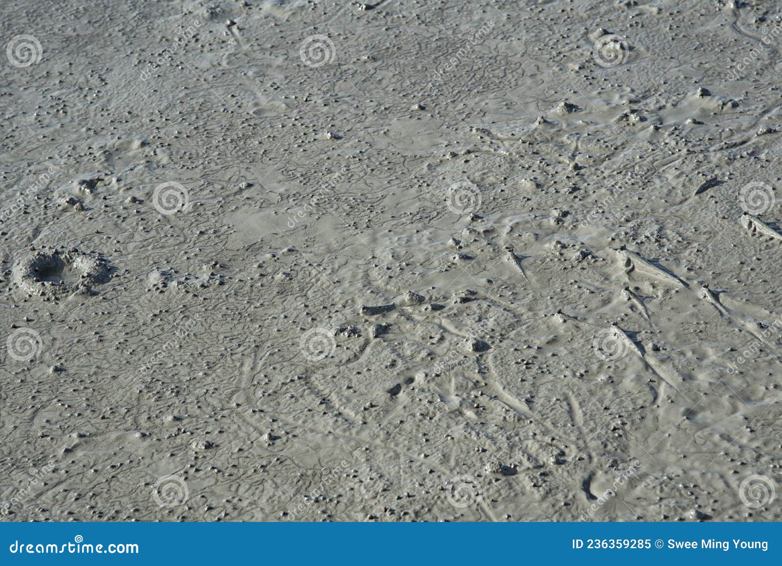 Texture of the Muddy Swamp Surface Stock Image - Image of beach, field ...