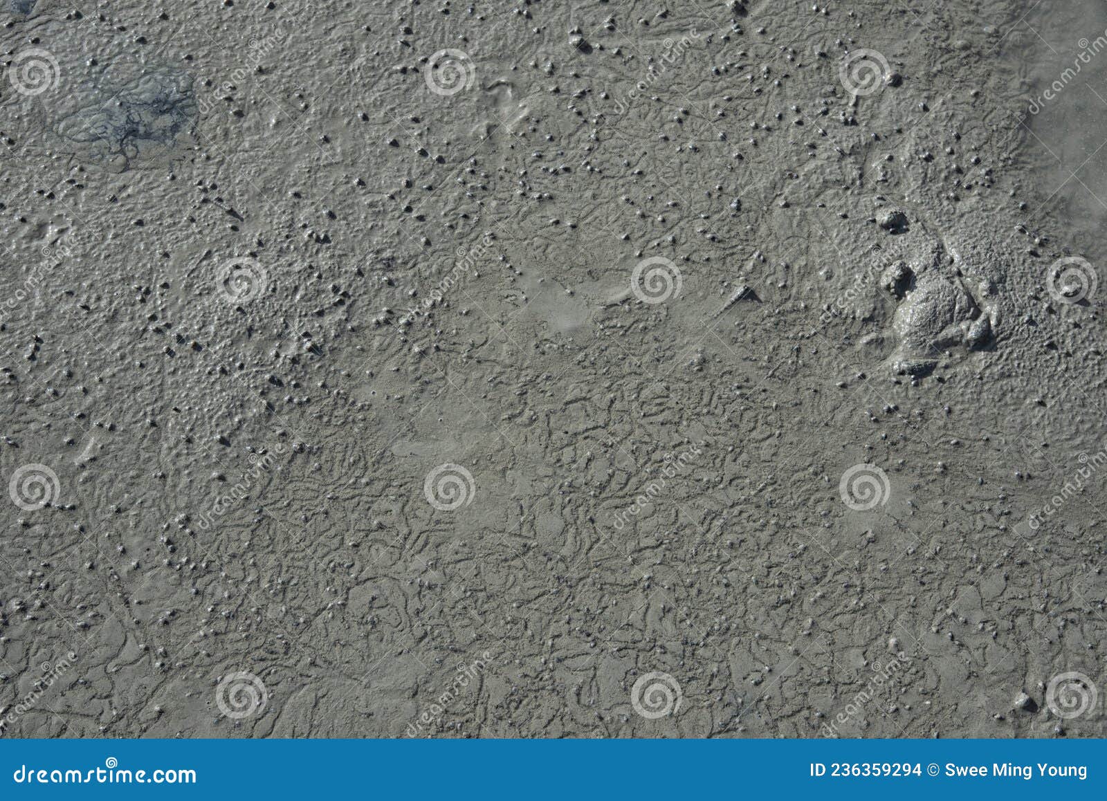 Texture of the Muddy Swamp Surface Stock Photo - Image of habitat ...