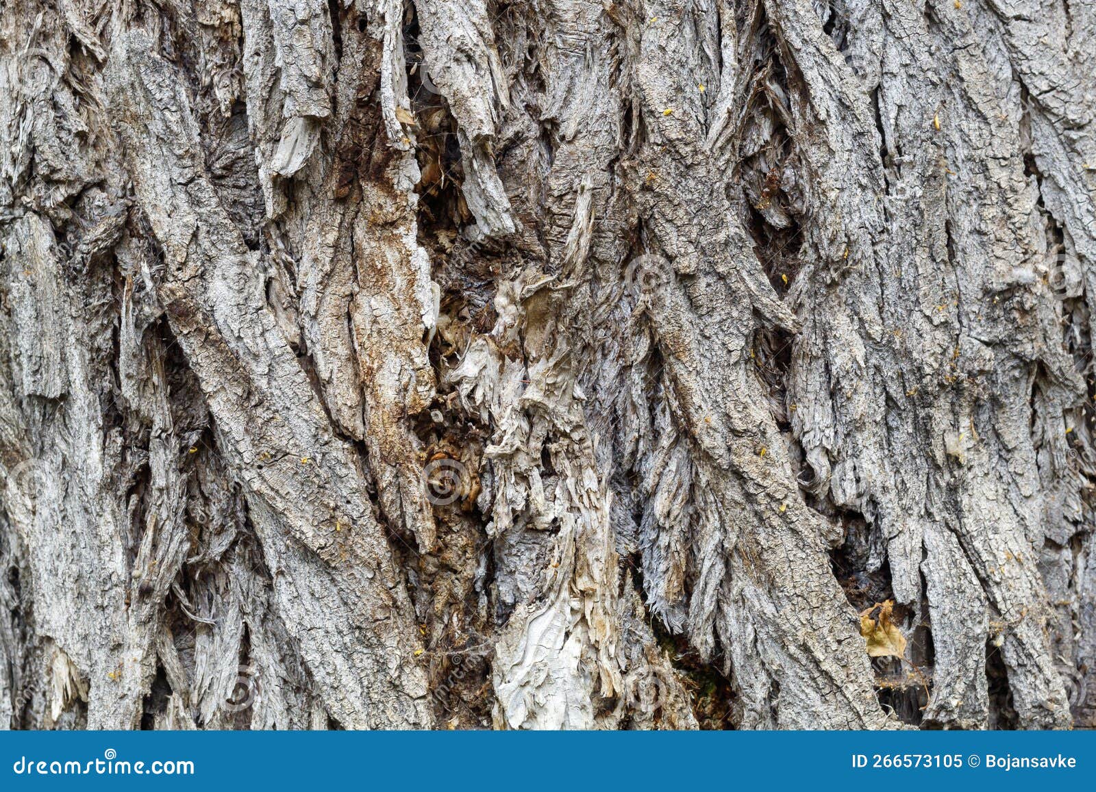Texture of Old and Big Living Oak Tree Stock Image - Image of pattern ...