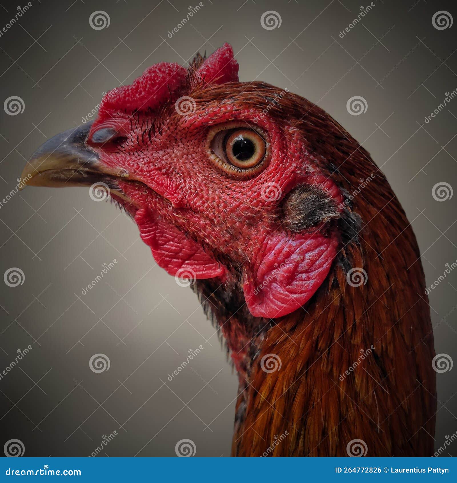 Thai Rooster Stare stock photo. Image of biology, farm - 264772826