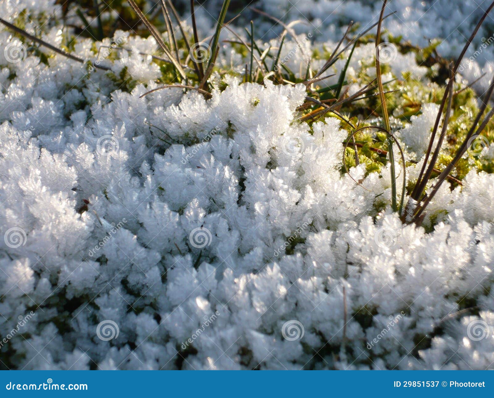 Moss with Frost and Ice stock image. Image of cold, freezing - 29851537