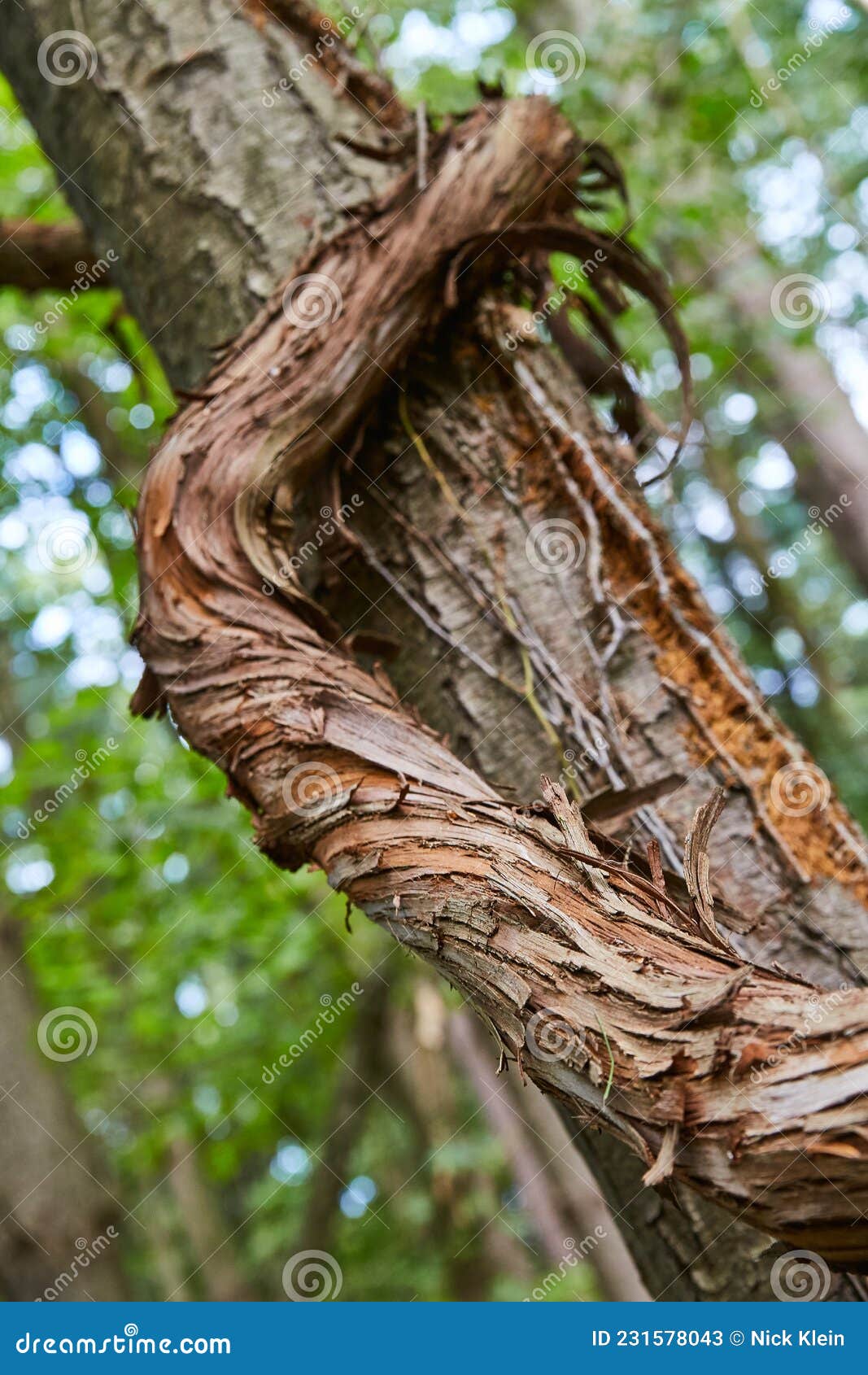 Thick Vine Wrapping Around a Tree in a Forest Stock Image - Image of ...