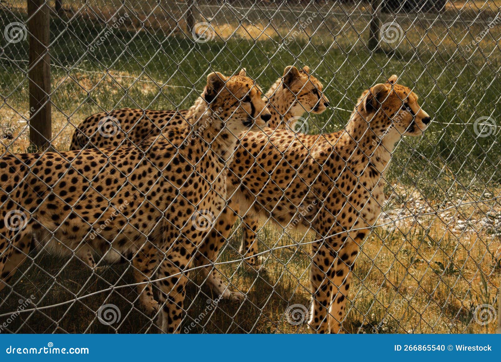 Image of Three Cheetahs in the Zoo Stock Photo - Image of park, grass ...