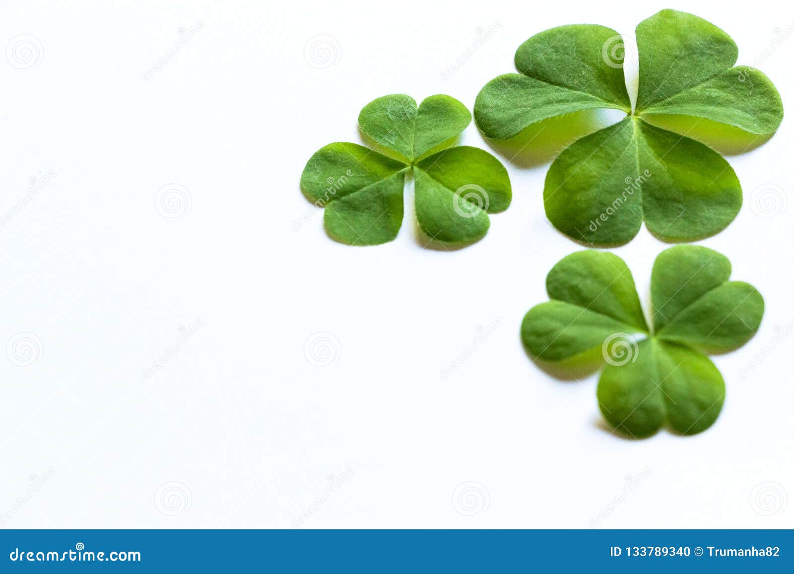 Green Shamrocks in White Background Stock Photo - Image of asian ...