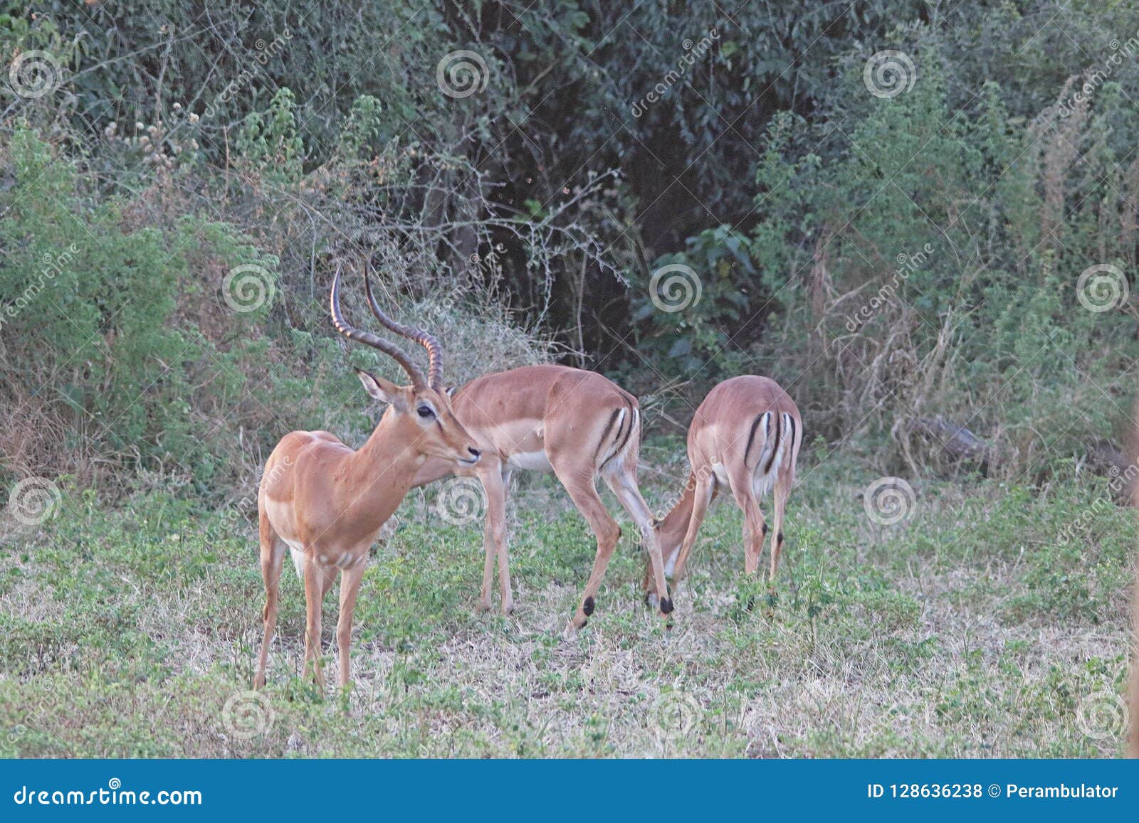 A GROUP of IMPALA ANTELOPE GRAZING with the BULL on ALERT Stock Photo ...