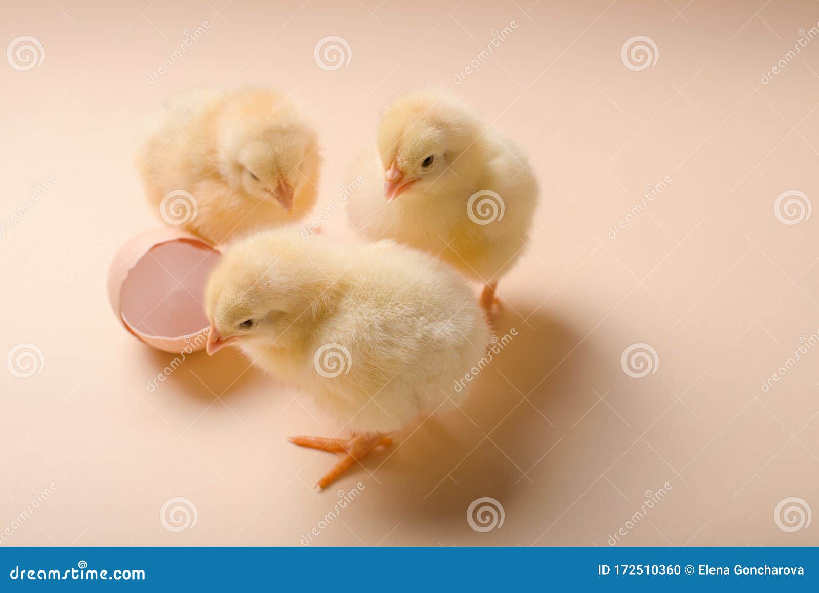 Image of Three Newborn Fluffy Fledgling Chicken Next To the Eggshell ...
