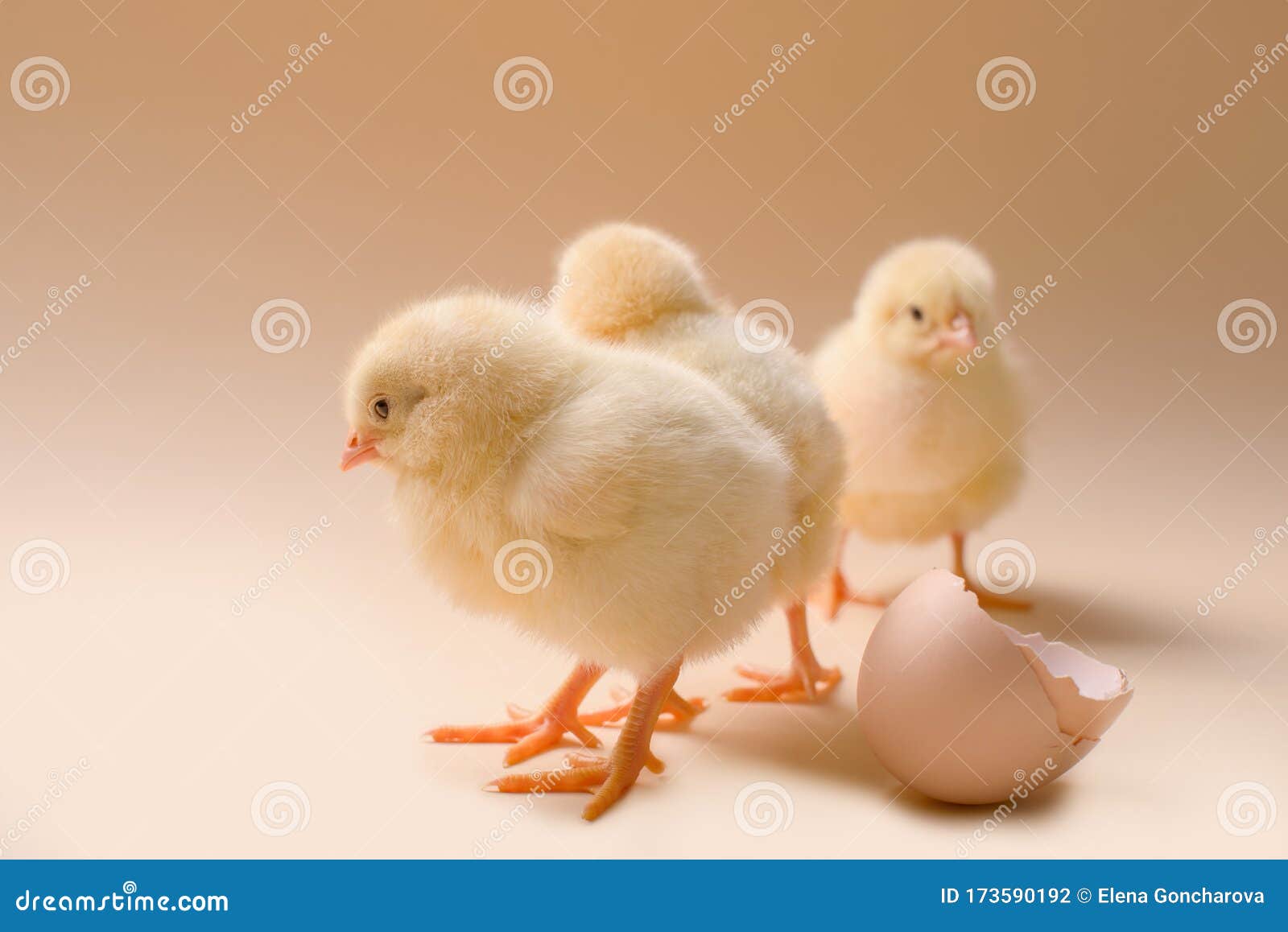 Image of Three Newborn Fluffy Fledgling Chicken Next To the Eggshell ...