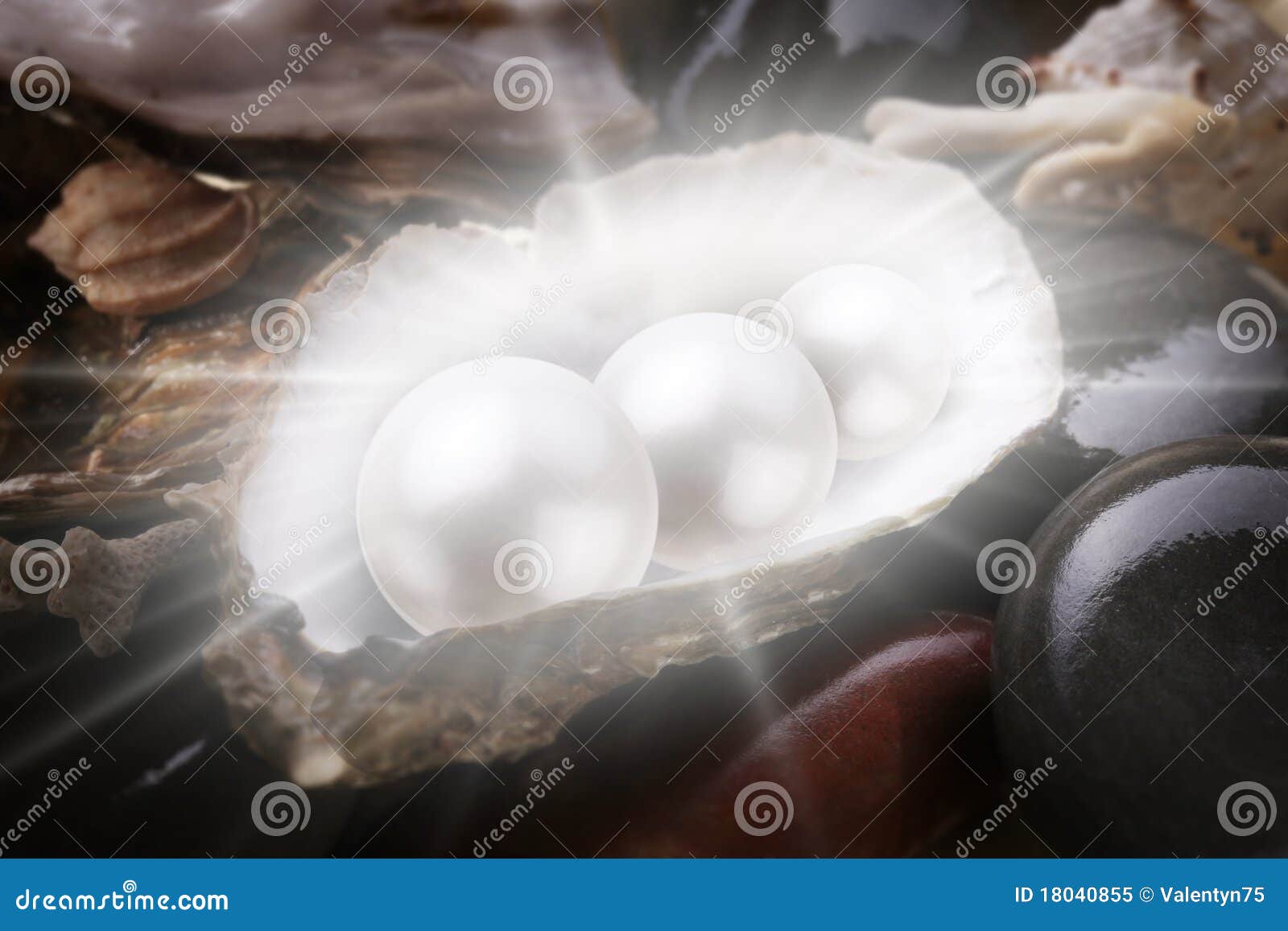 Image of Three Pearls in the Shell Stock Image - Image of shells, rare ...