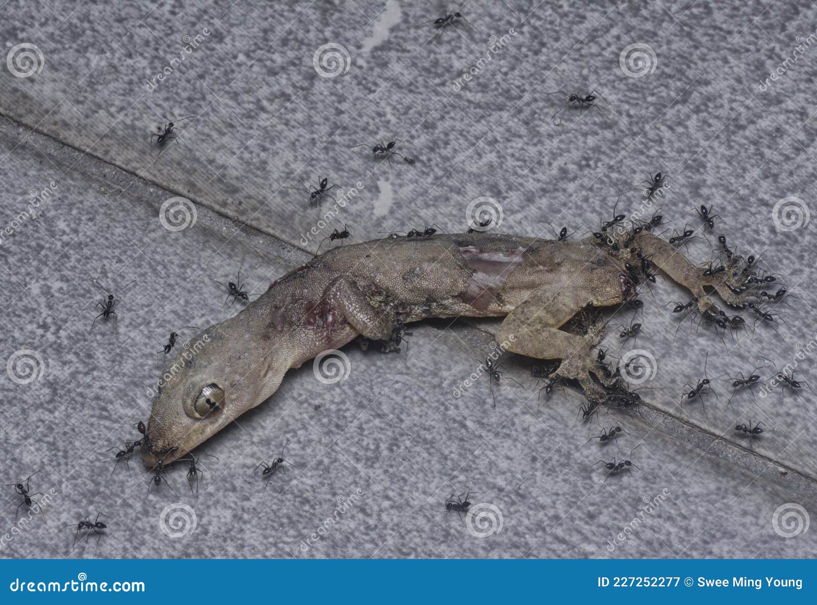Tiny Black Pavement Ants Feeding on the Dead Lizard Stock Image - Image ...