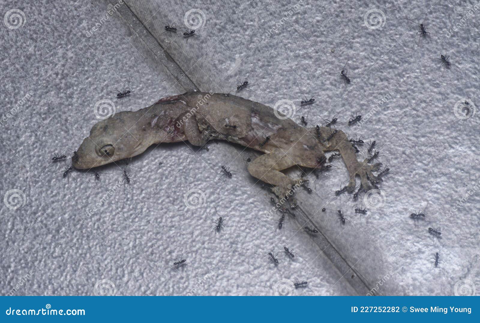 Tiny Black Pavement Ants Feeding on the Dead Lizard Stock Photo - Image ...