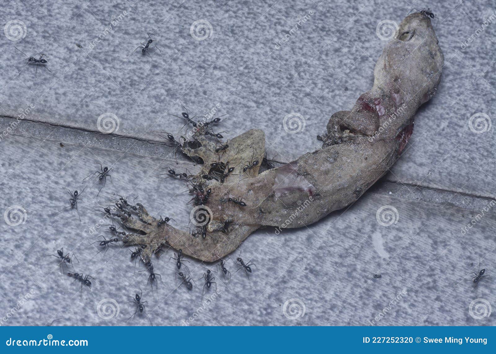 Tiny Black Pavement Ants Feeding on the Dead Lizard Stock Photo - Image ...