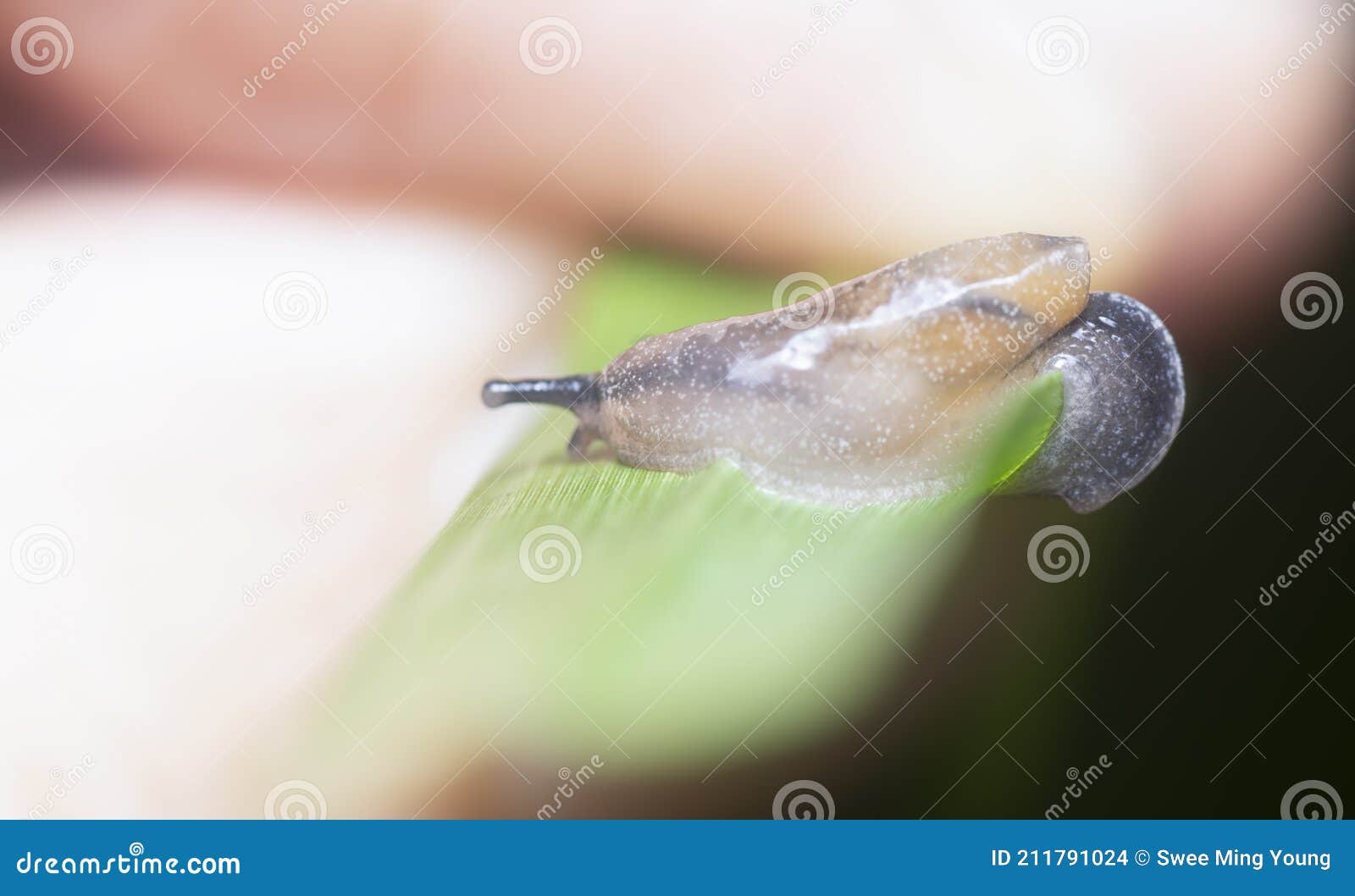 Tiny Garden Slug Crawling on the Grass. Stock Photo - Image of ...