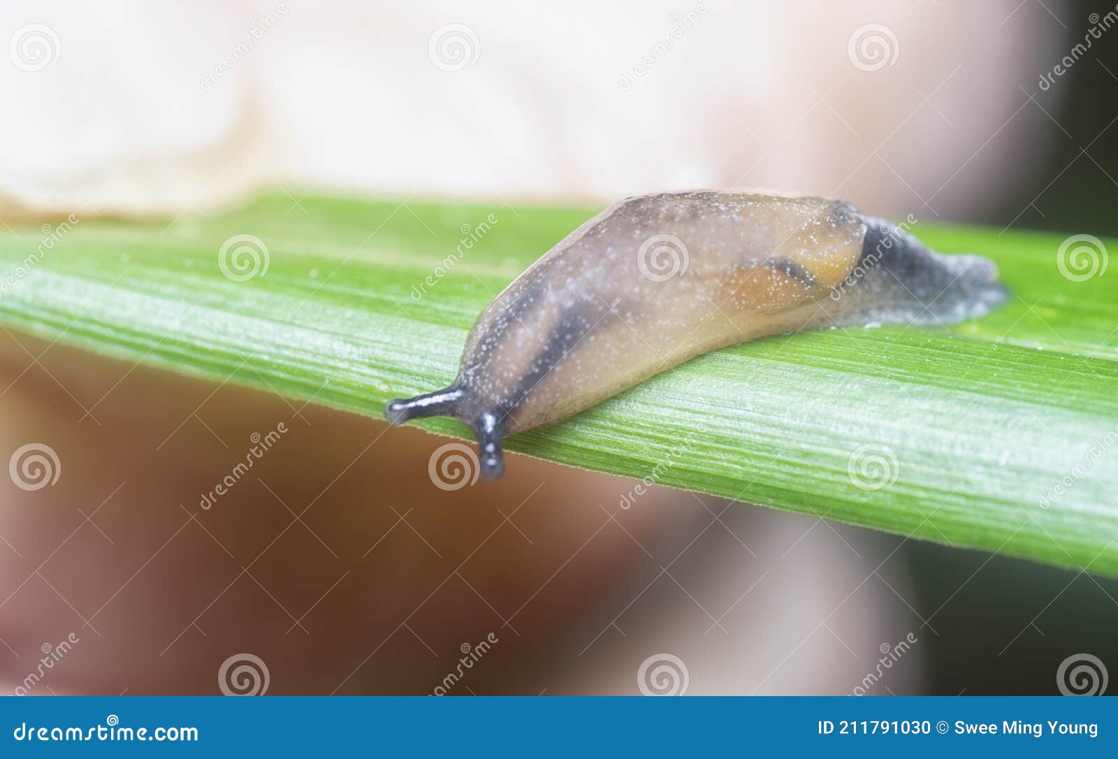Tiny Garden Slug Crawling on the Grass. Stock Photo - Image of insect ...