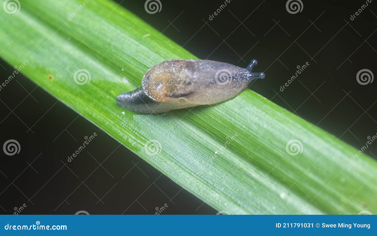 Tiny Garden Slug Crawling on the Grass. Stock Image - Image of grass ...