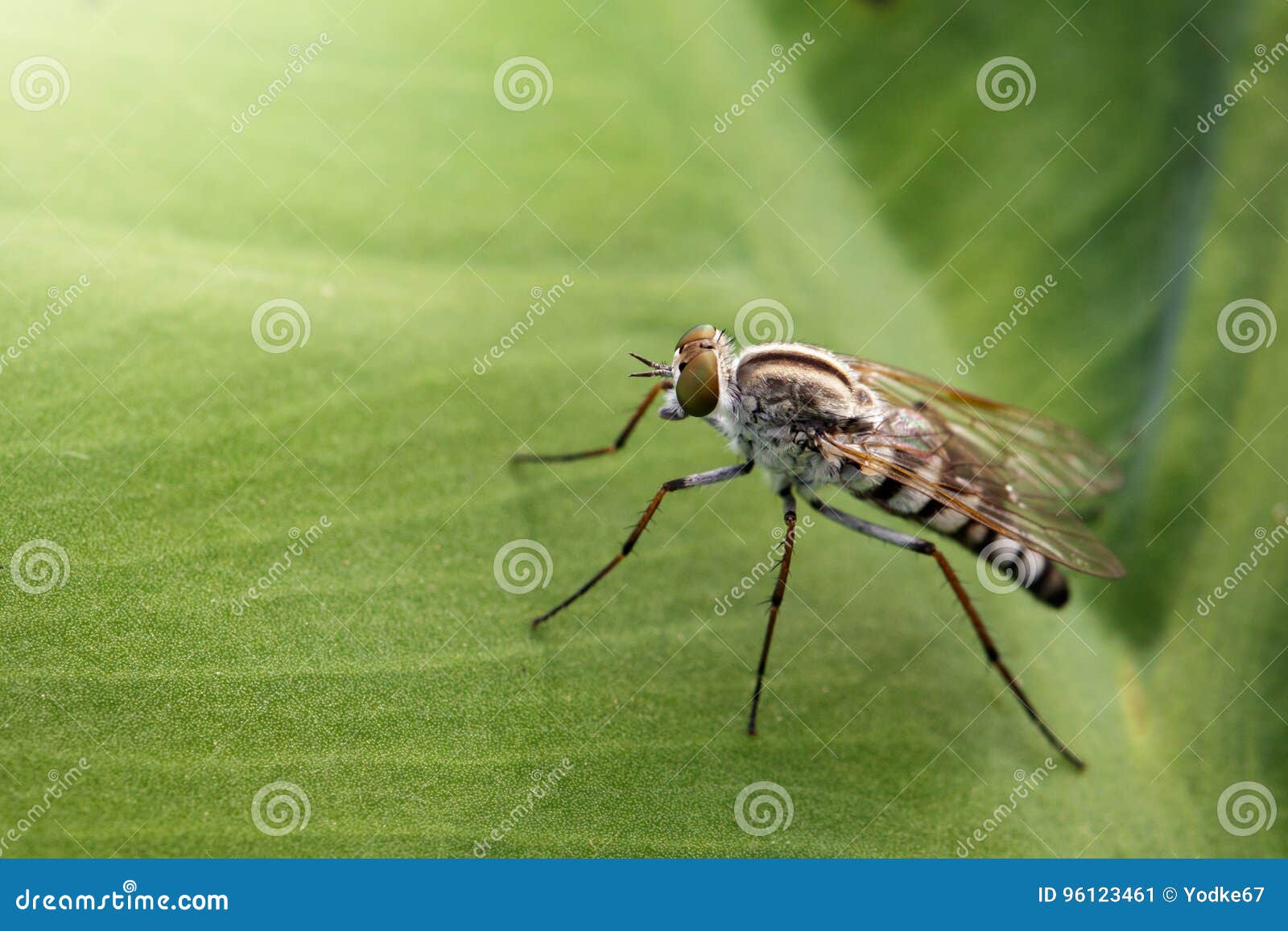 Hairy Asilidae Macro Photography, This Giant Diptera Is Named A Robber ...