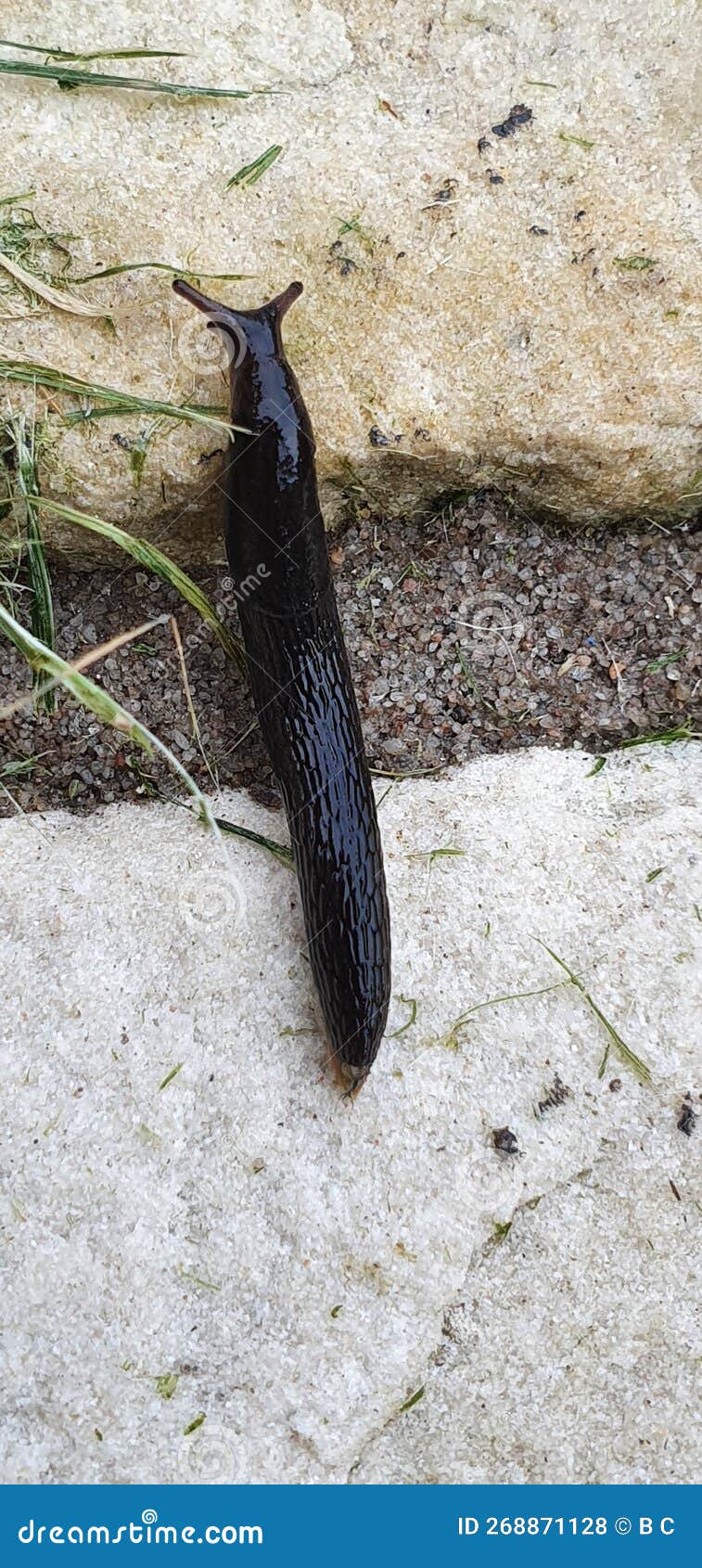 The image of a tiny slug. stock photo. Image of slug - 268871128