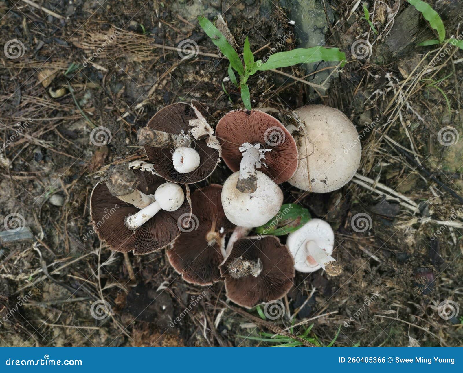 Tiny White Inedible Wild Mushroom Sprouting from the Ground Stock Photo ...