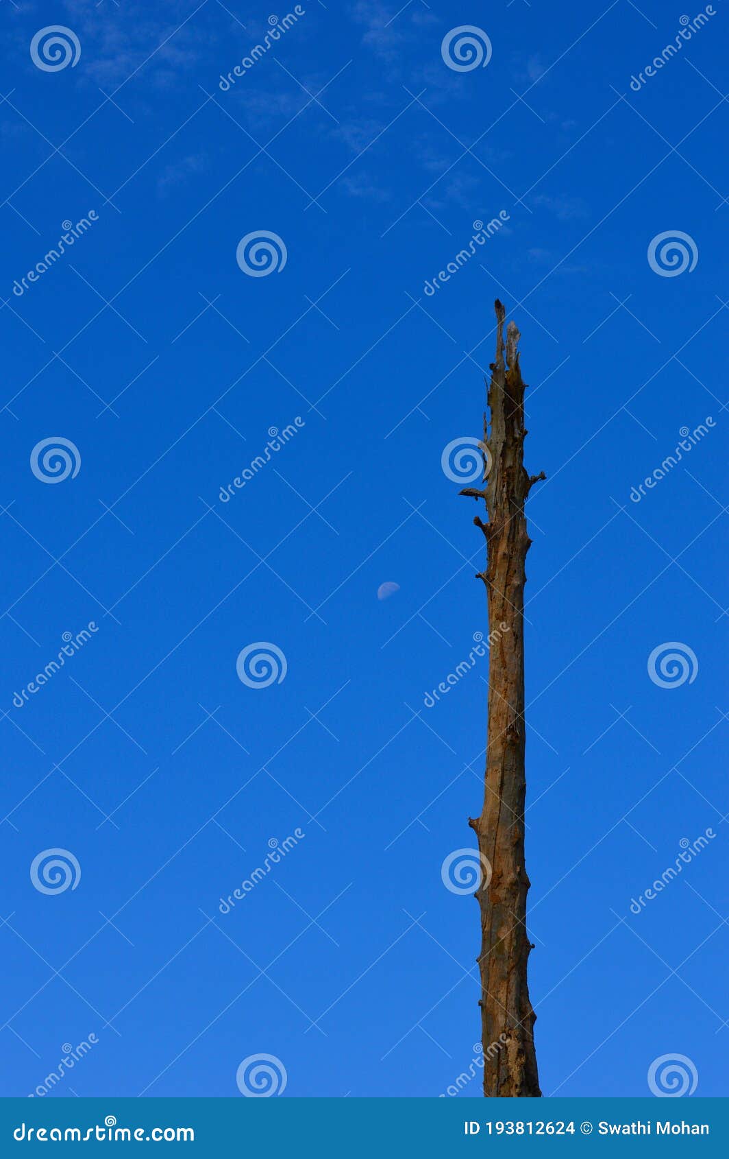 Image of a Tree without Any Leaves Agianst the Blue Sky Stock Photo ...