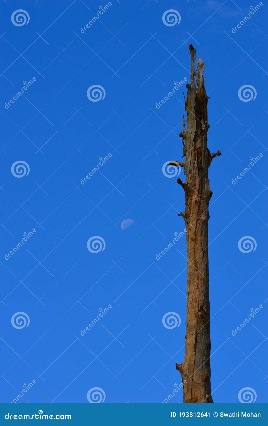 Image of a Tree without Any Leaves Agianst the Blue Sky Stock Image ...